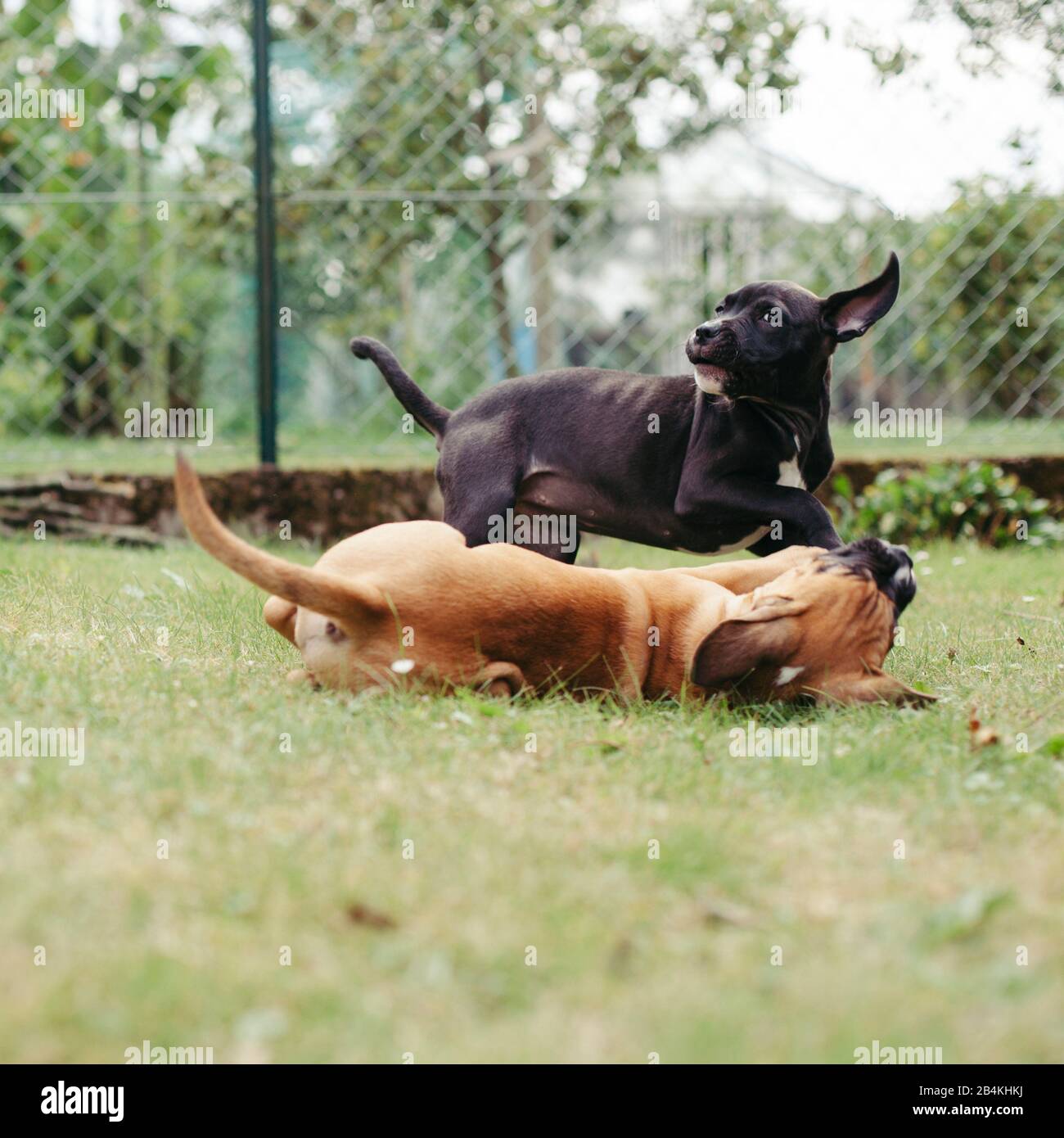 two dogs, outside Stock Photo - Alamy