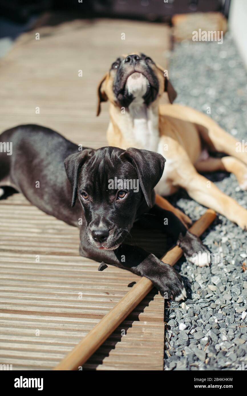 two dogs, outside Stock Photo - Alamy