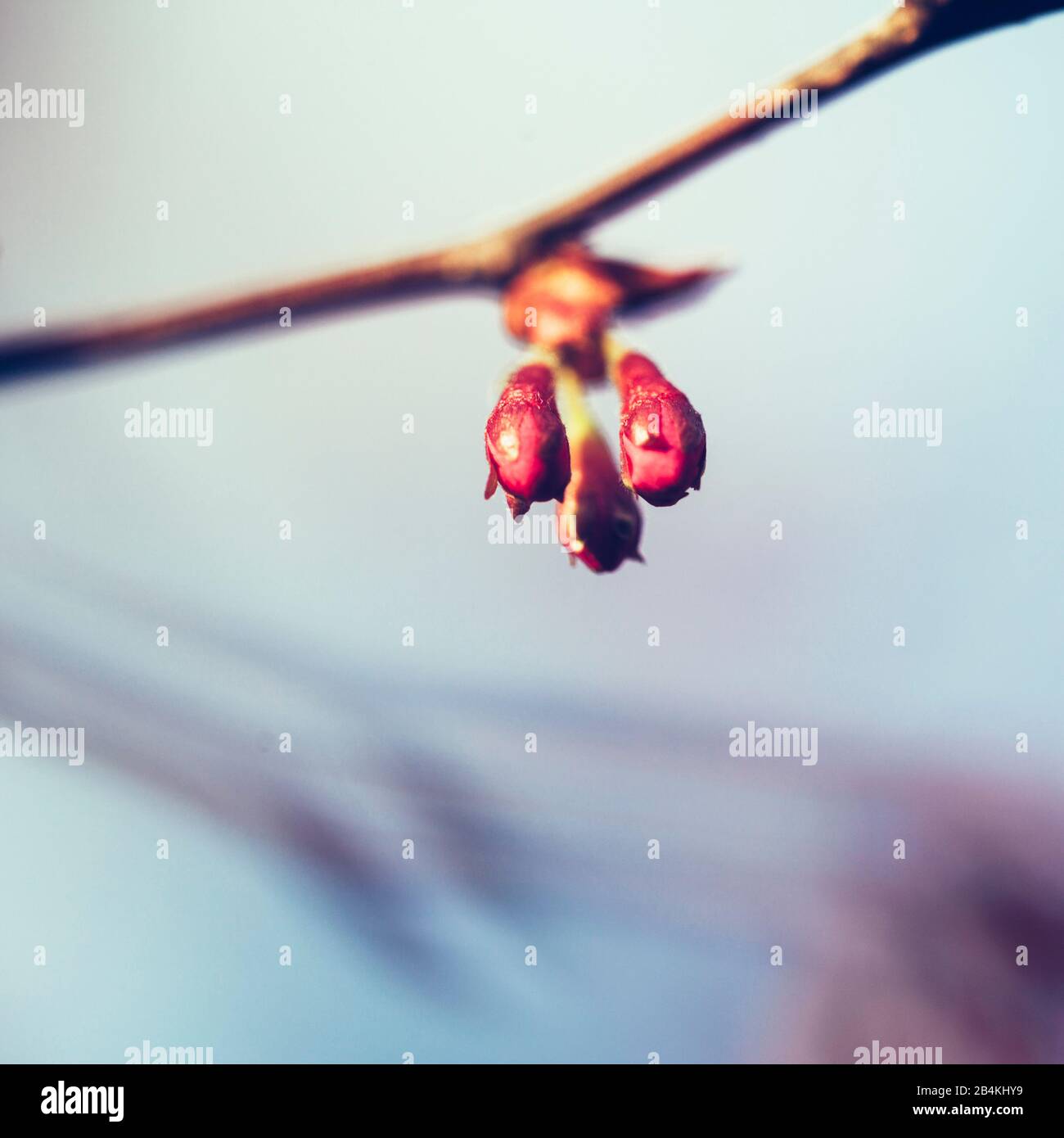 Plant detail, branch with buds, close-up Stock Photo - Alamy