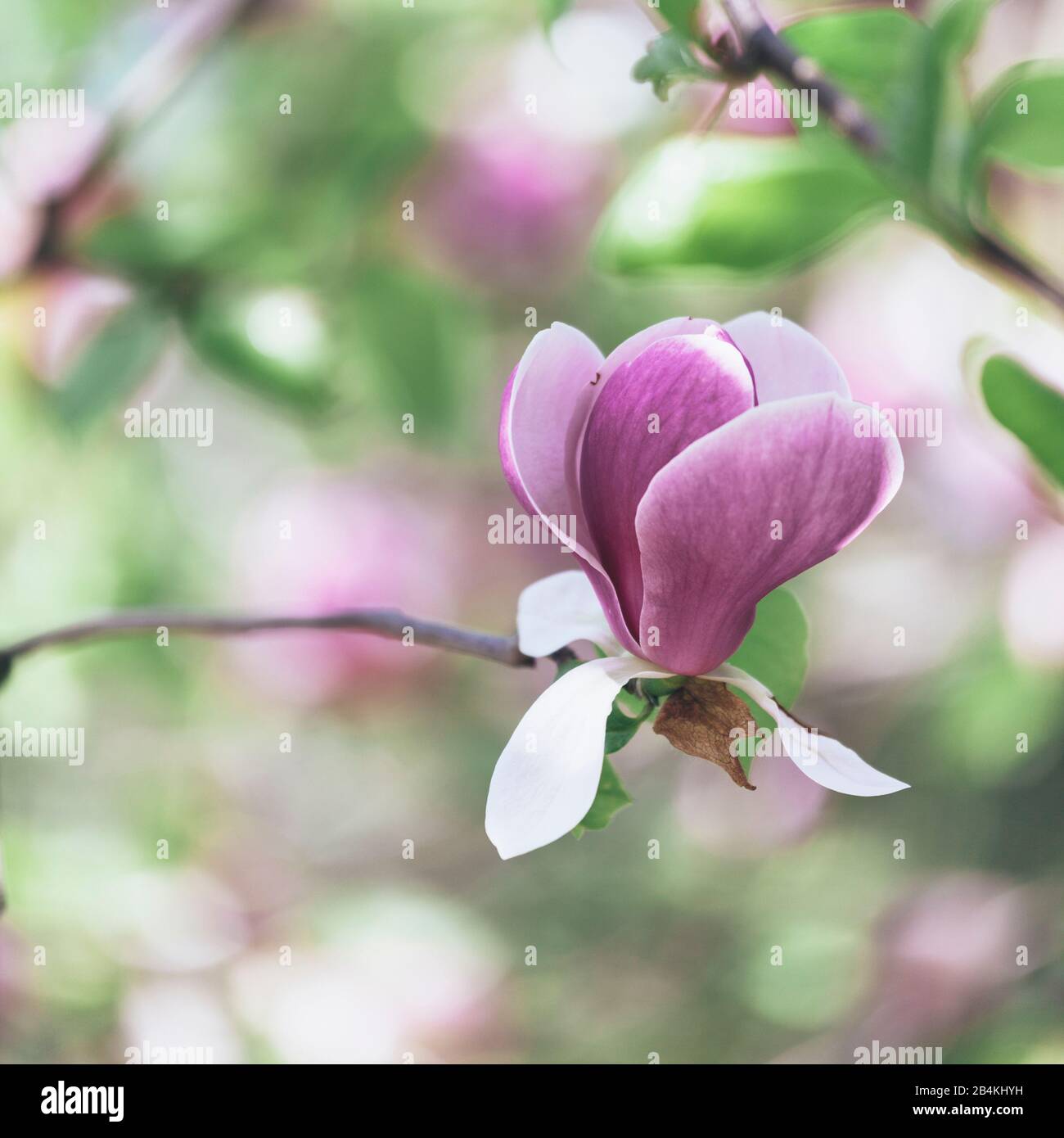Magnolia tree full blossoming hi-res stock photography and images - Alamy