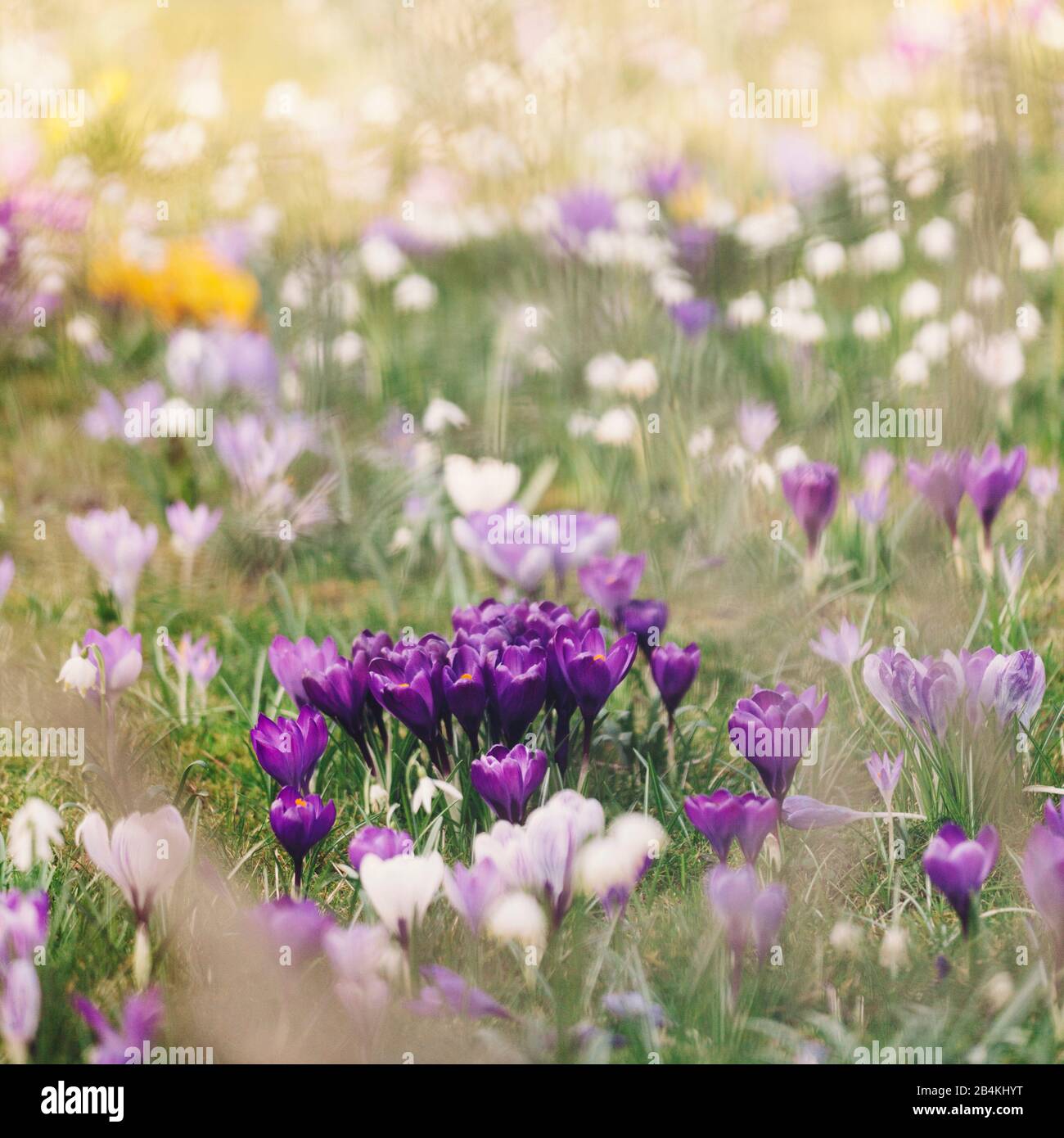 Crocuses in flower meadow, crocus, alienation Stock Photo - Alamy