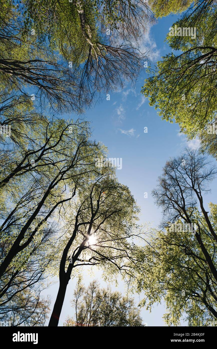 Forest, treetops, from below Stock Photo - Alamy