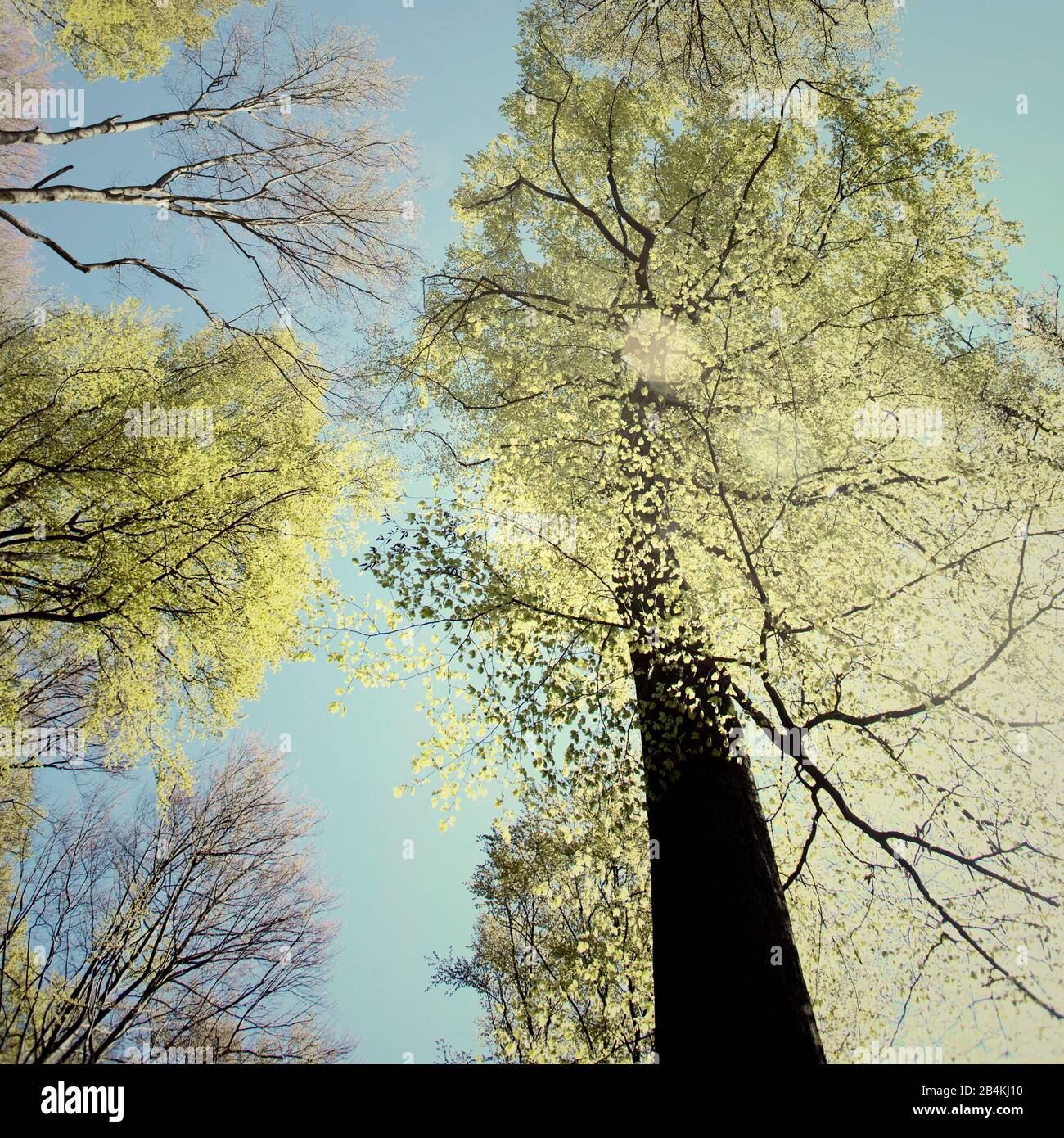 Forest, treetops, from below Stock Photo - Alamy