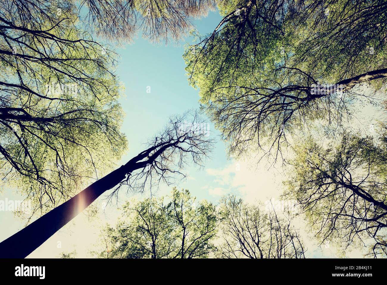 Forest, treetops, from below Stock Photo - Alamy