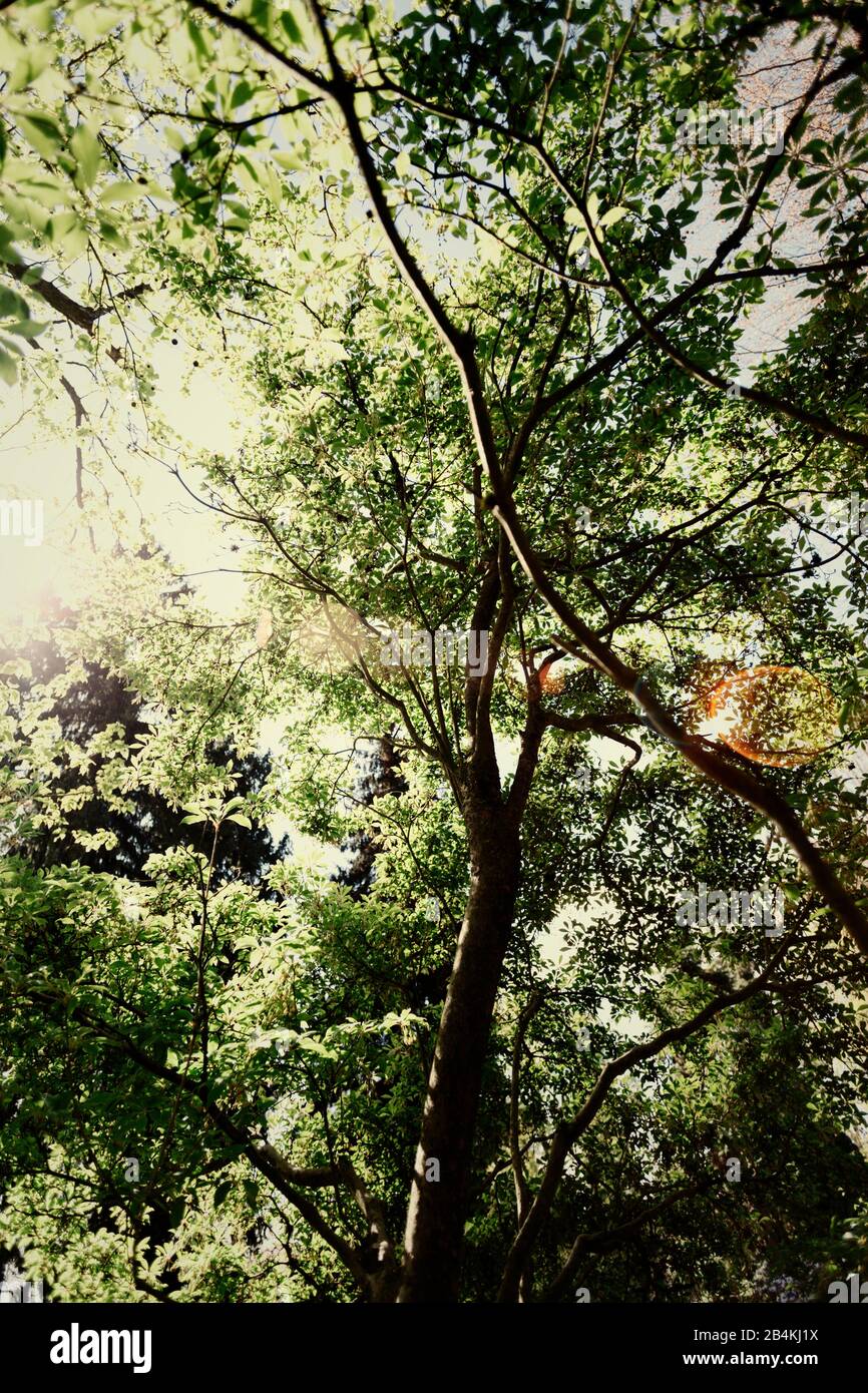 Forest against the light Stock Photo - Alamy