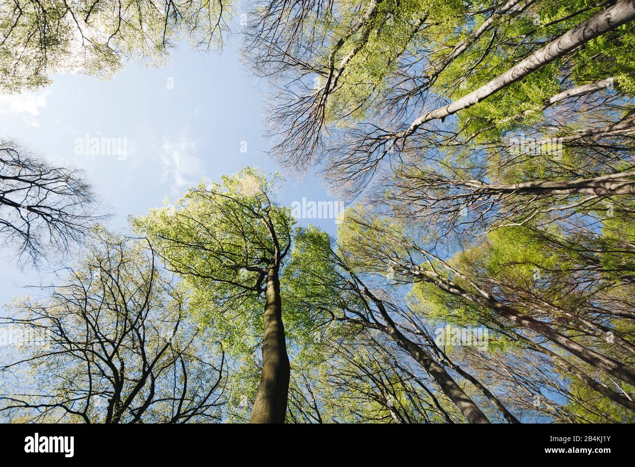 Forest, treetops, from below Stock Photo - Alamy
