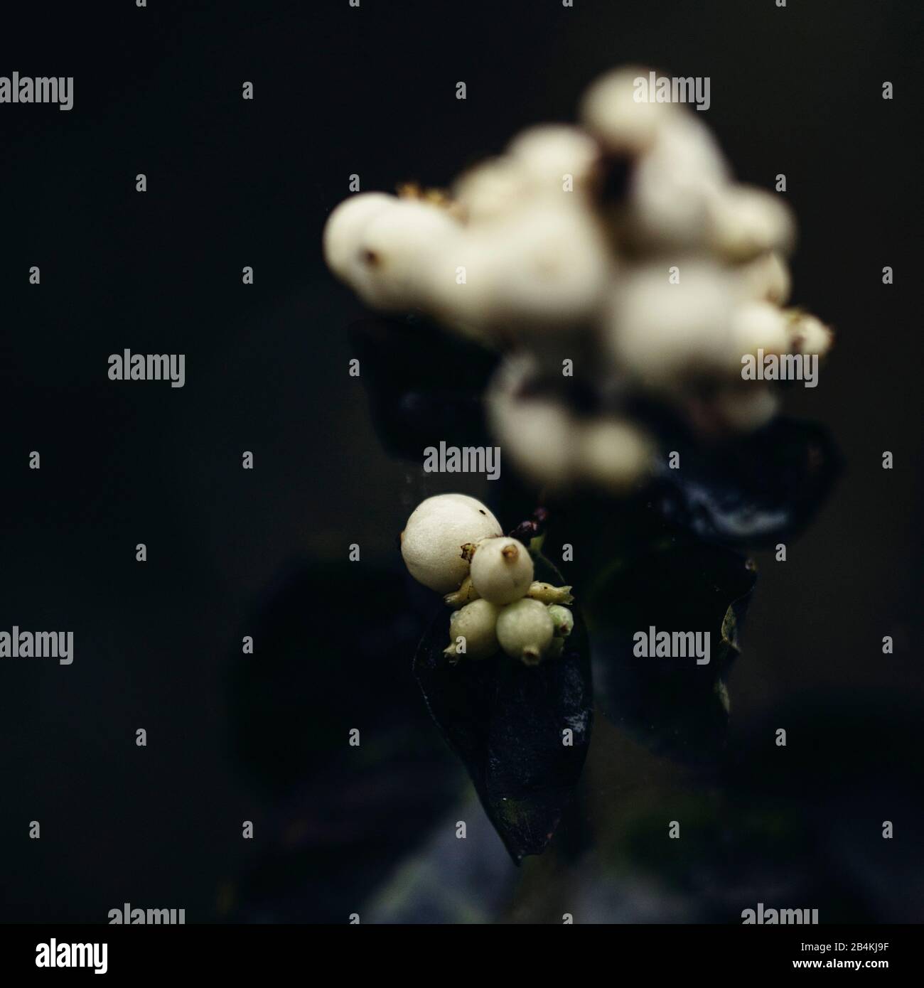 White berries hi-res stock photography and images - Alamy