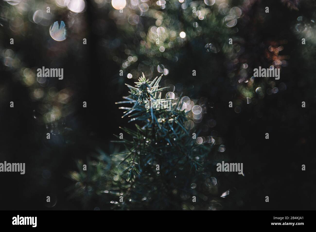 Plant detail, conifer, close-up, bokeh Stock Photo - Alamy