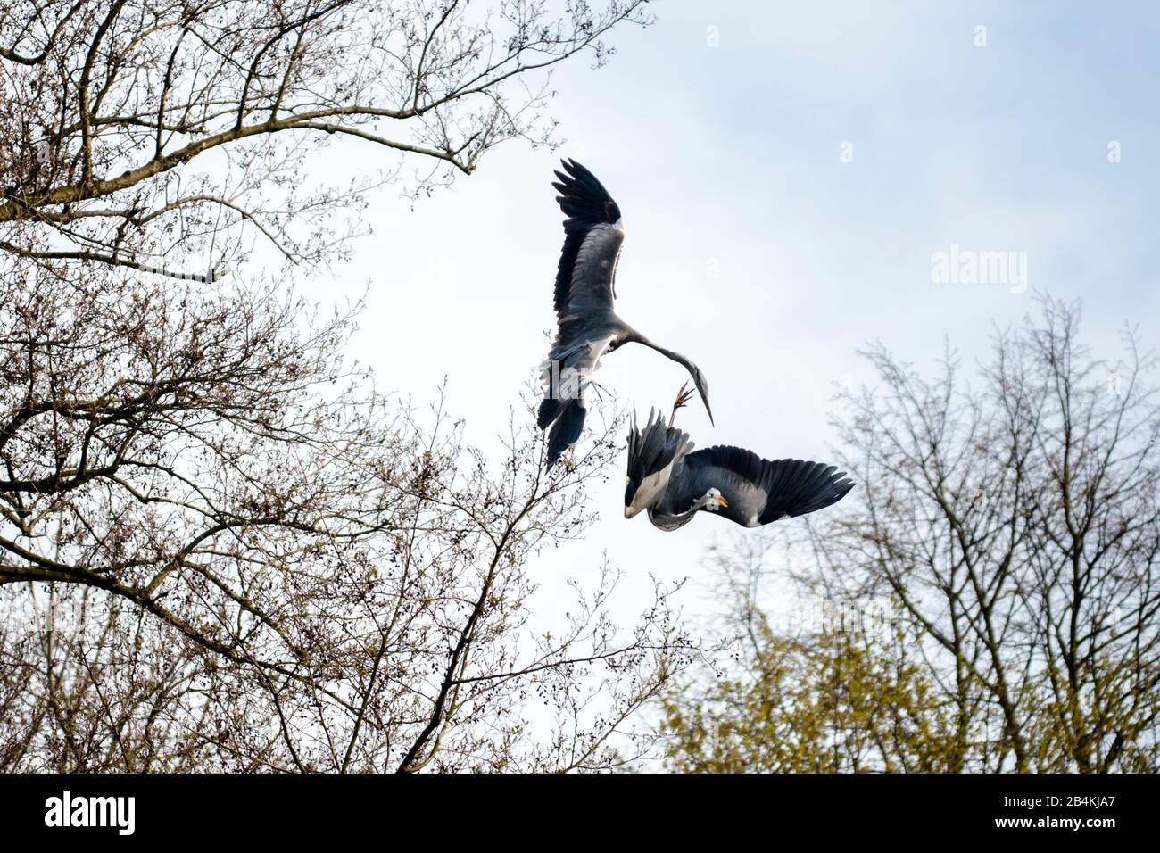 two birds are fighting in the air Stock Photo - Alamy