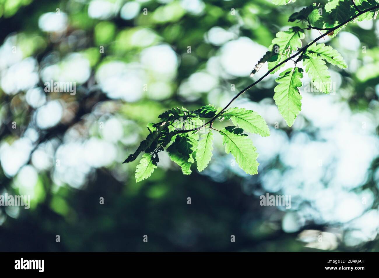 Plant details, branch, leaves Stock Photo - Alamy