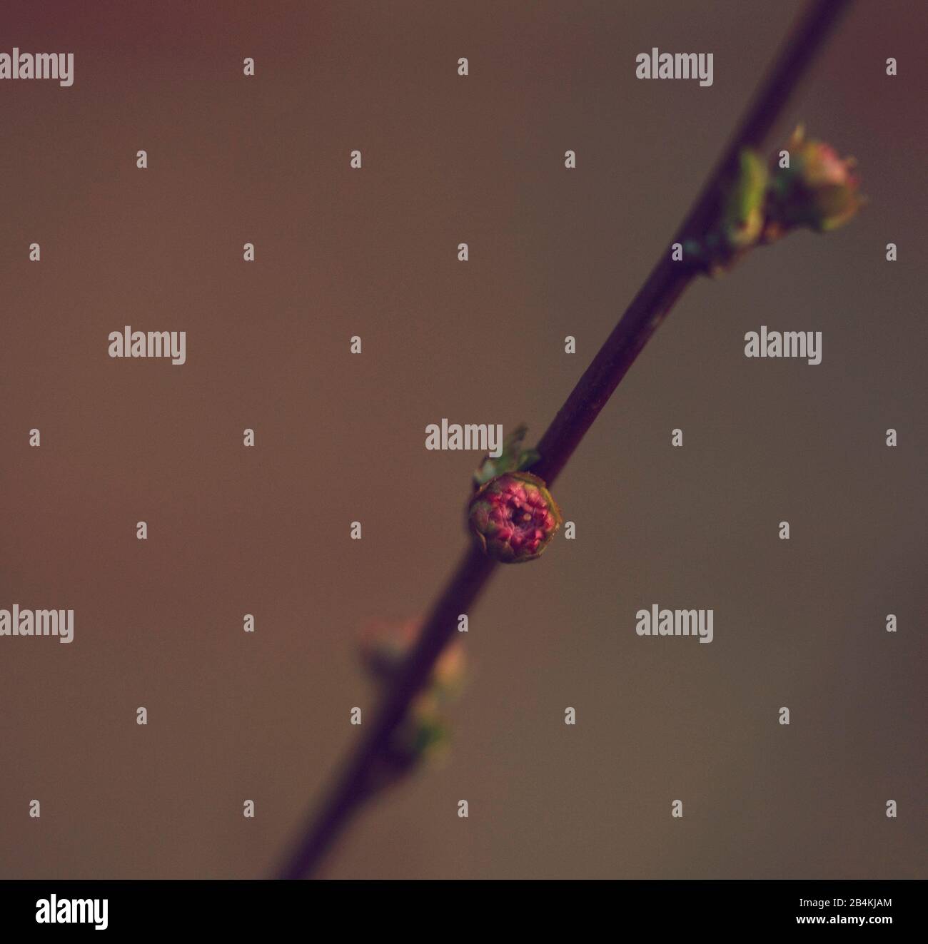 Plant details, branch, buds Stock Photo - Alamy