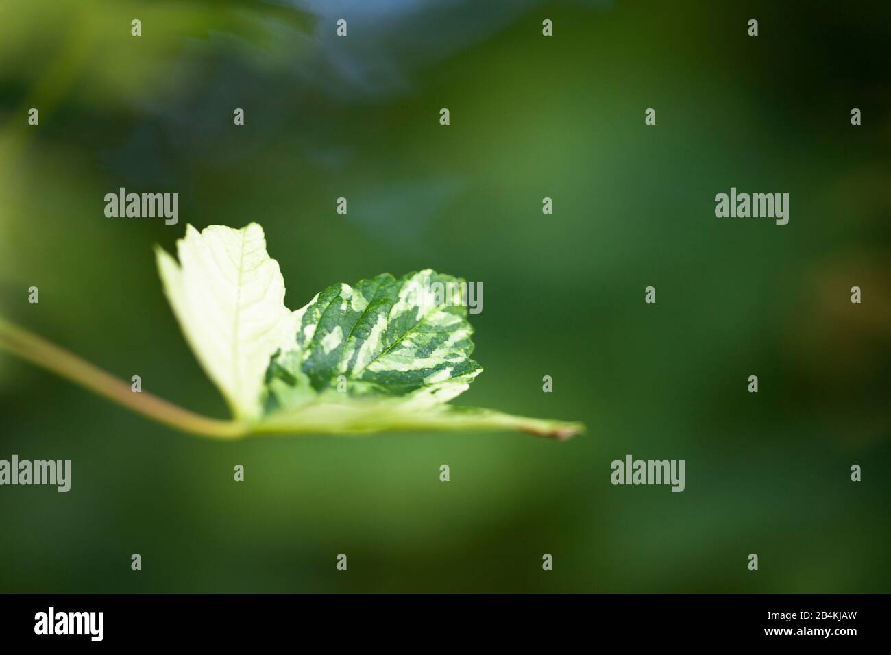Plant details, branch, leaves Stock Photo - Alamy