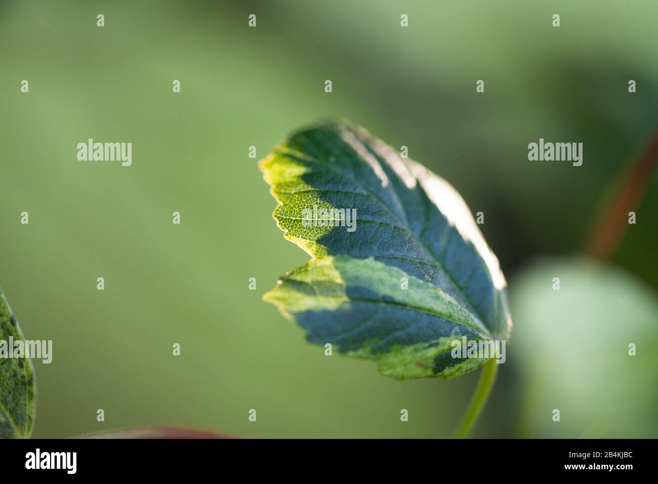 Plant details, branch, leaves Stock Photo - Alamy