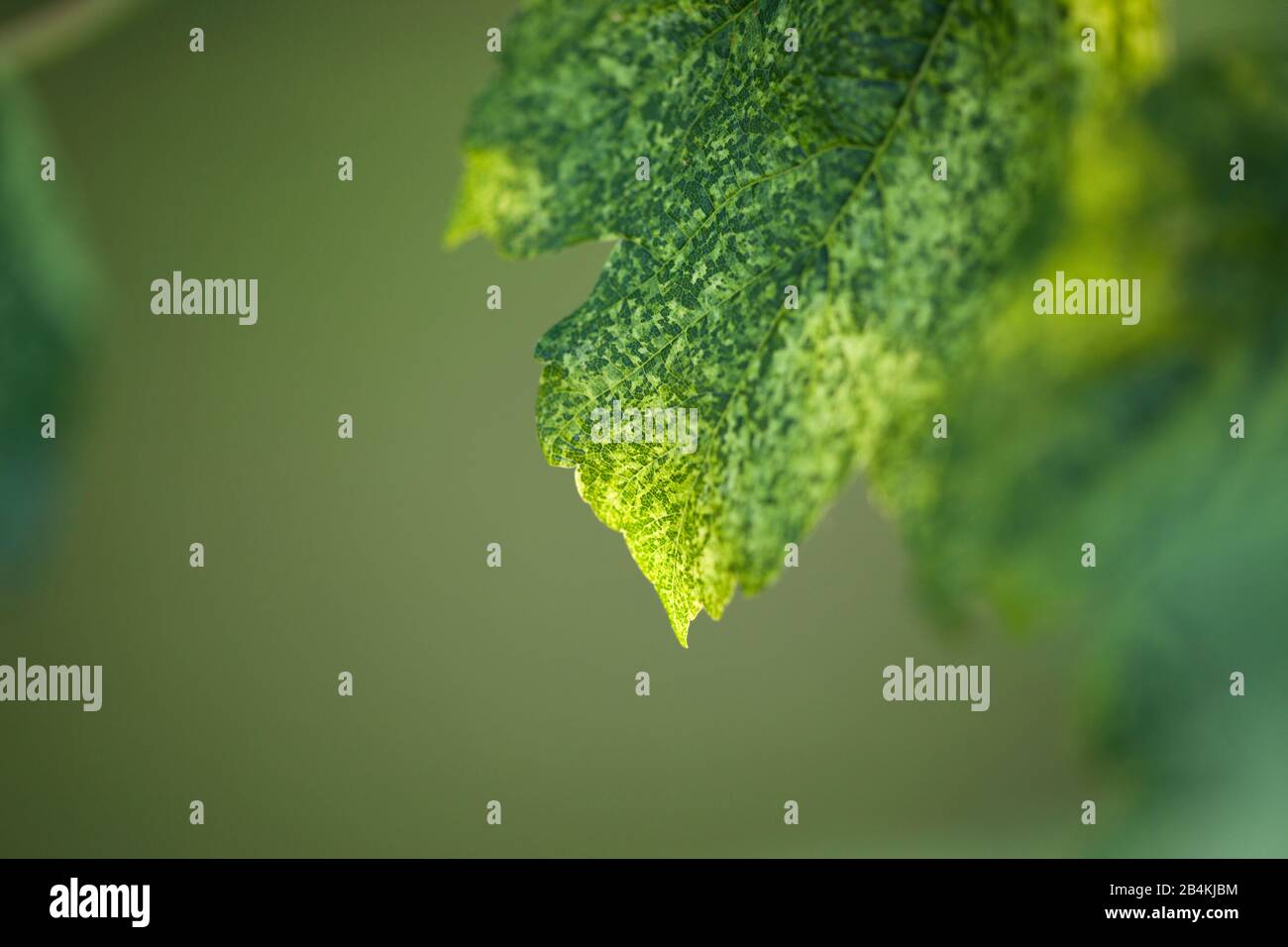 Plant details, branch, leaves Stock Photo - Alamy