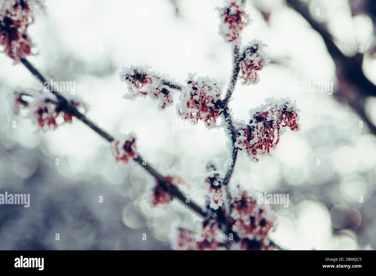 Branches with withered flowers in winter in frost hi-res stock ...