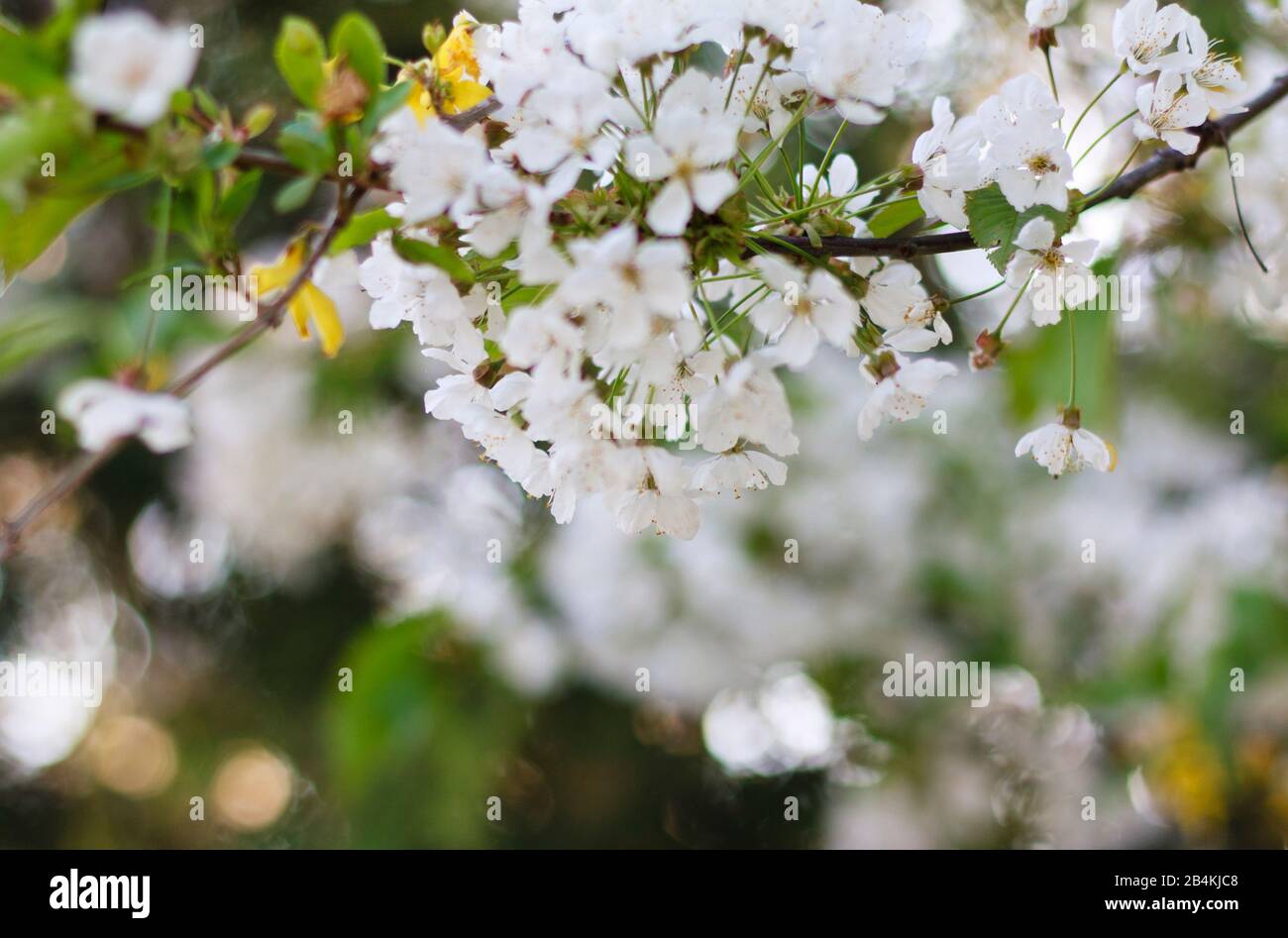 Plant details, branch, blossoms of a fruit tree, close-up Stock Photo ...