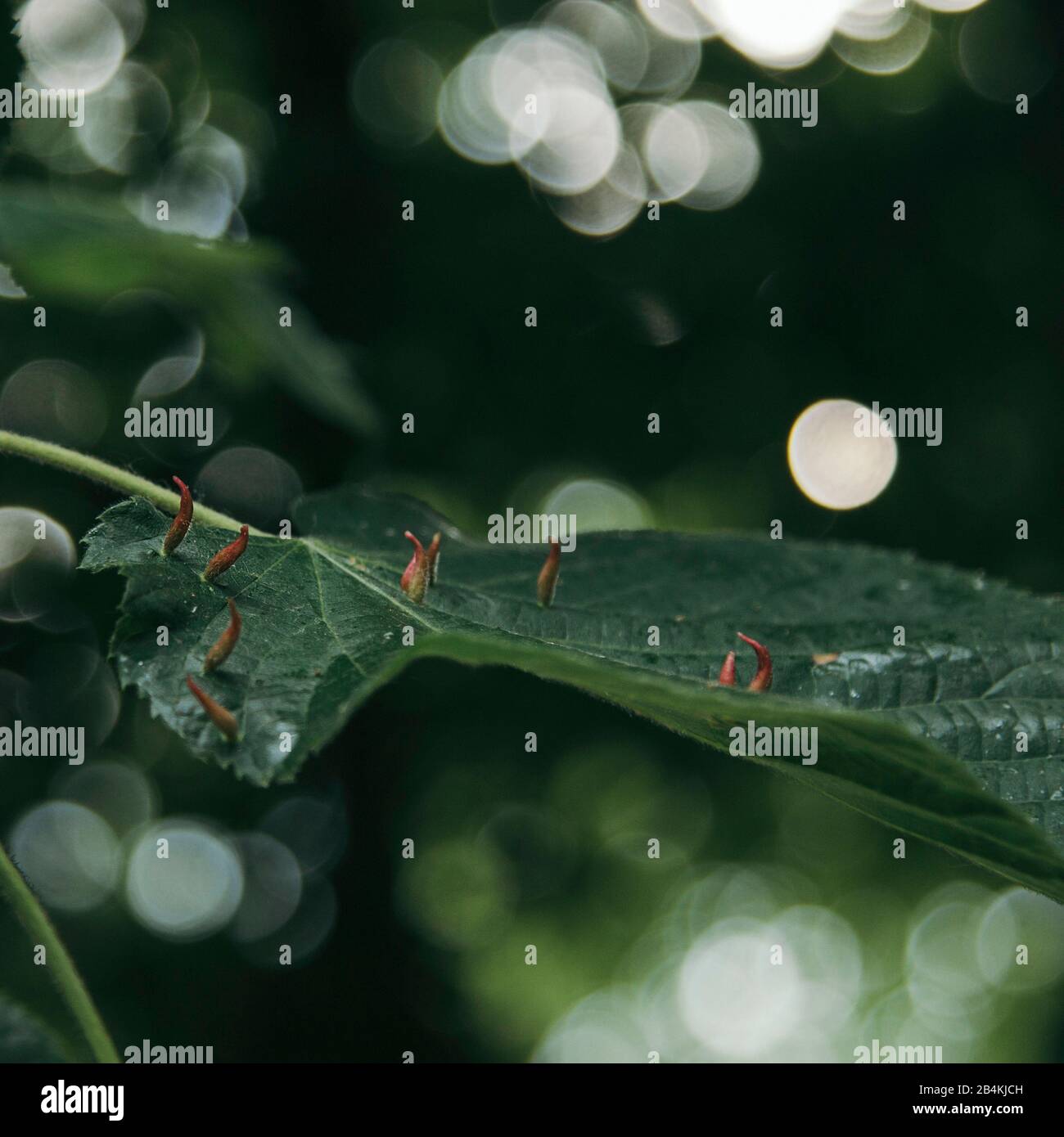 Plant details, branch, leaves Stock Photo - Alamy