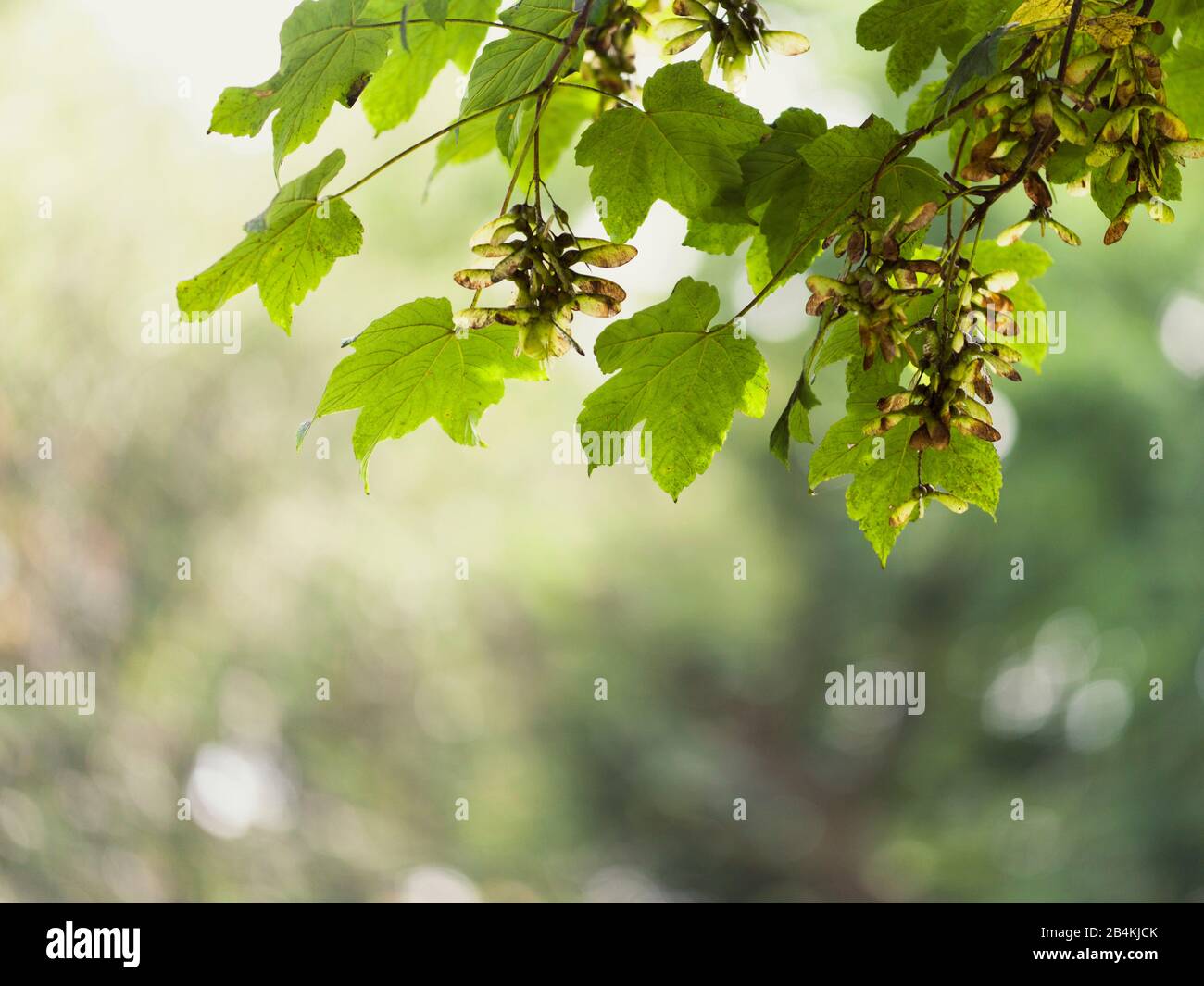 Maple trees seeds hi-res stock photography and images - Alamy
