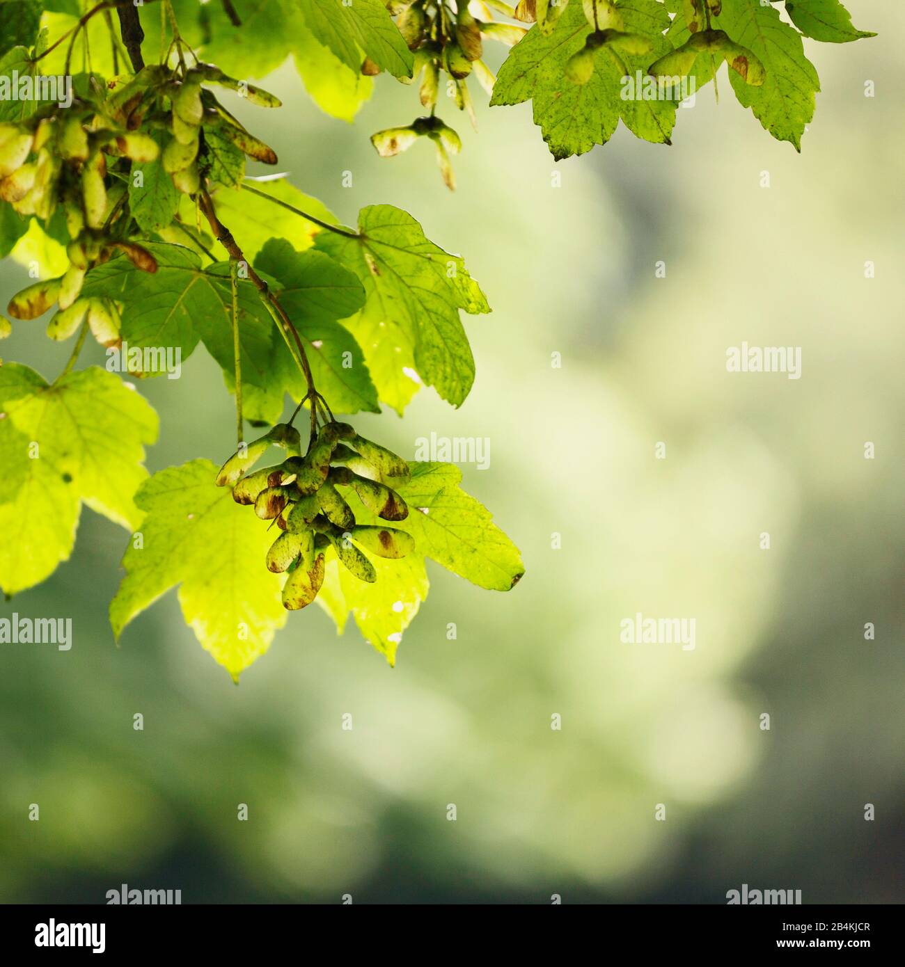 Maple tree with seeds, close-up, acer Stock Photo - Alamy