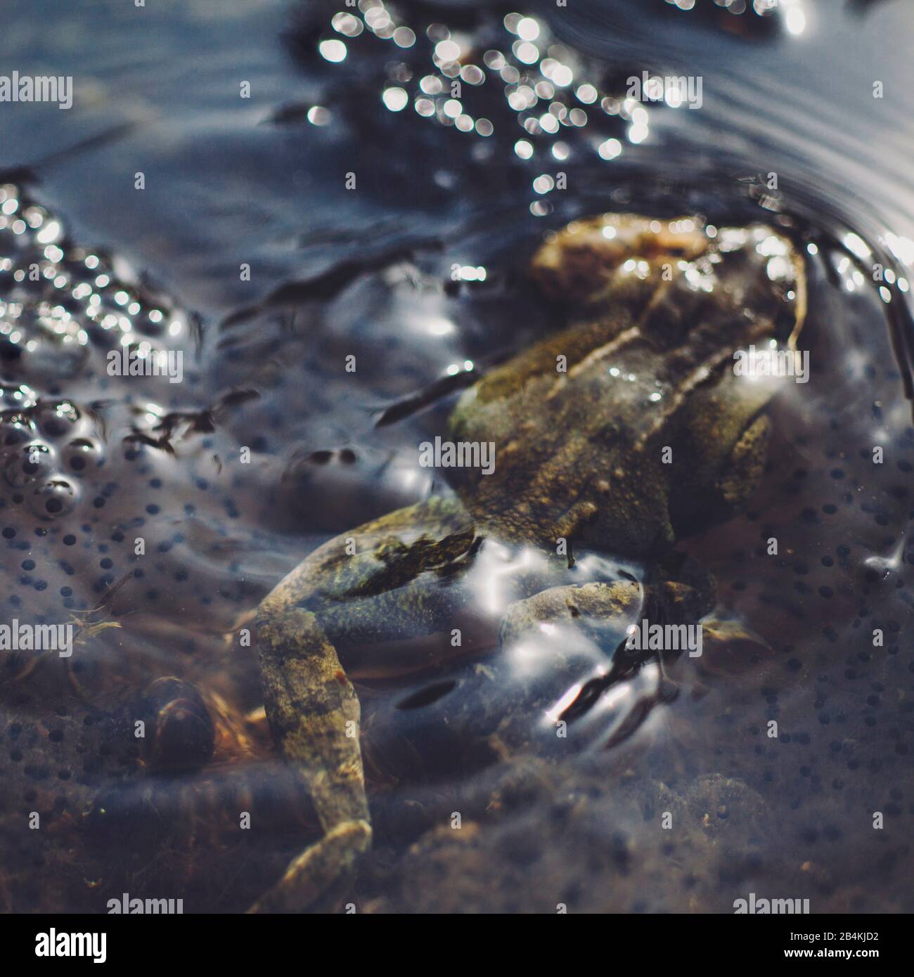 Bubble frog hi-res stock photography and images - Alamy