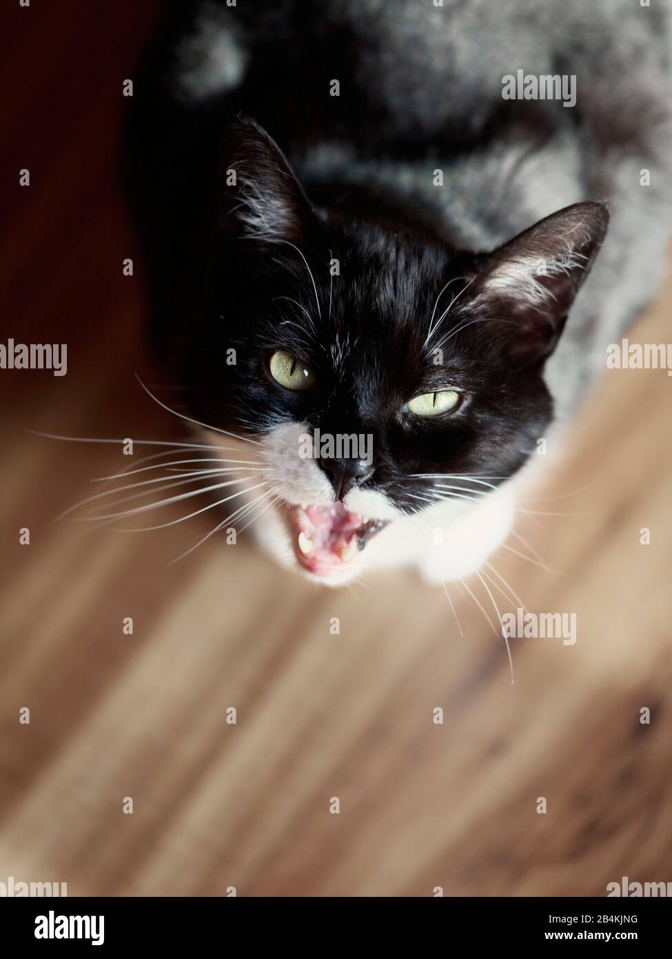Cat inside hi-res stock photography and images - Alamy