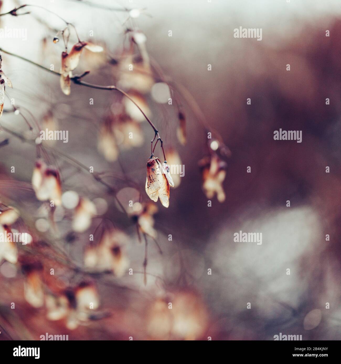 Plant details, dried flowers, close-up Stock Photo - Alamy