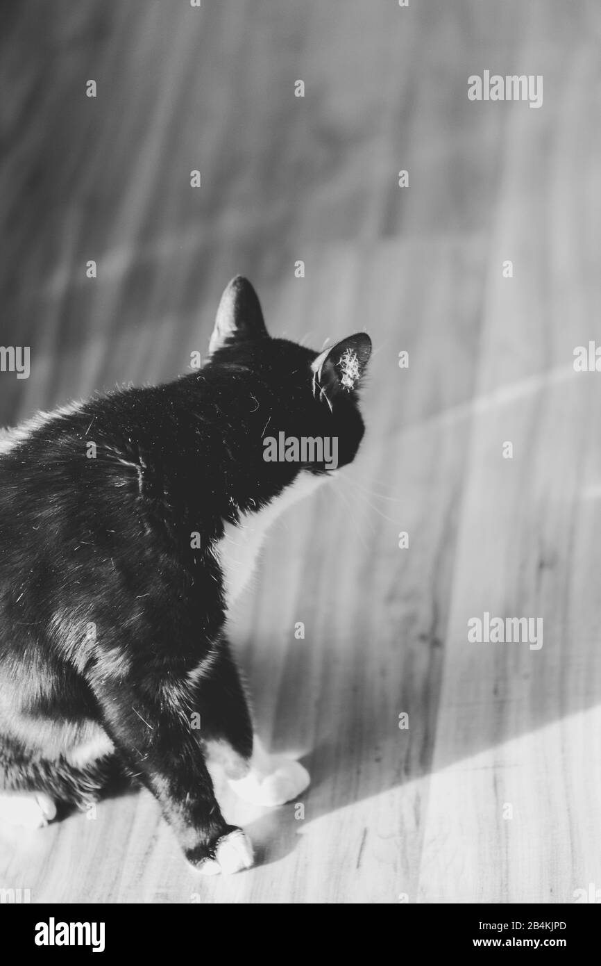 Bending over rear view Black and White Stock Photos & Images - Alamy