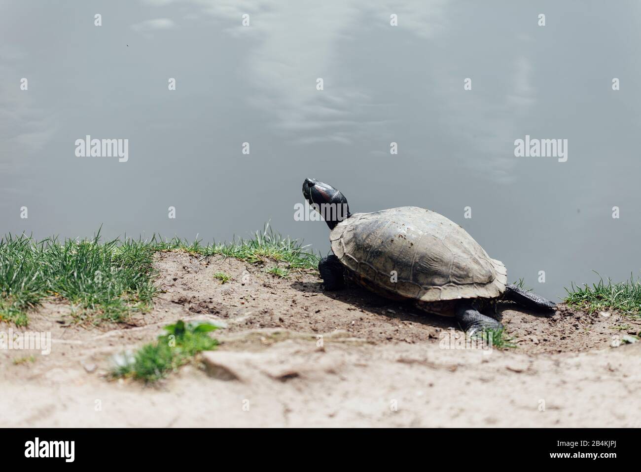 Turtle on the pathway hi-res stock photography and images - Alamy