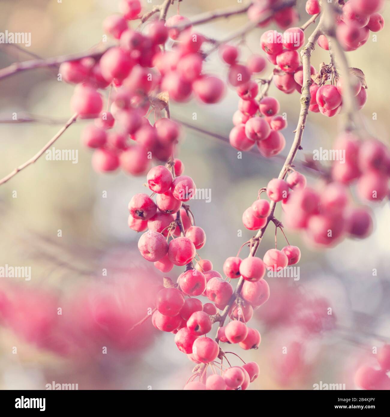 Plant details, branch, berries Stock Photo - Alamy