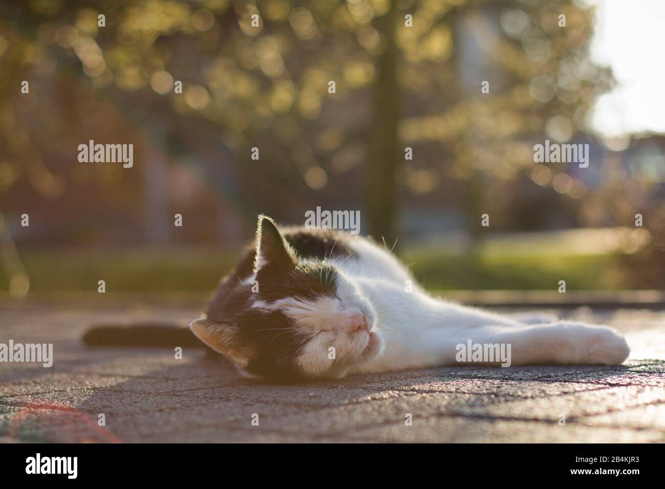 Cat reflexes hi-res stock photography and images - Alamy