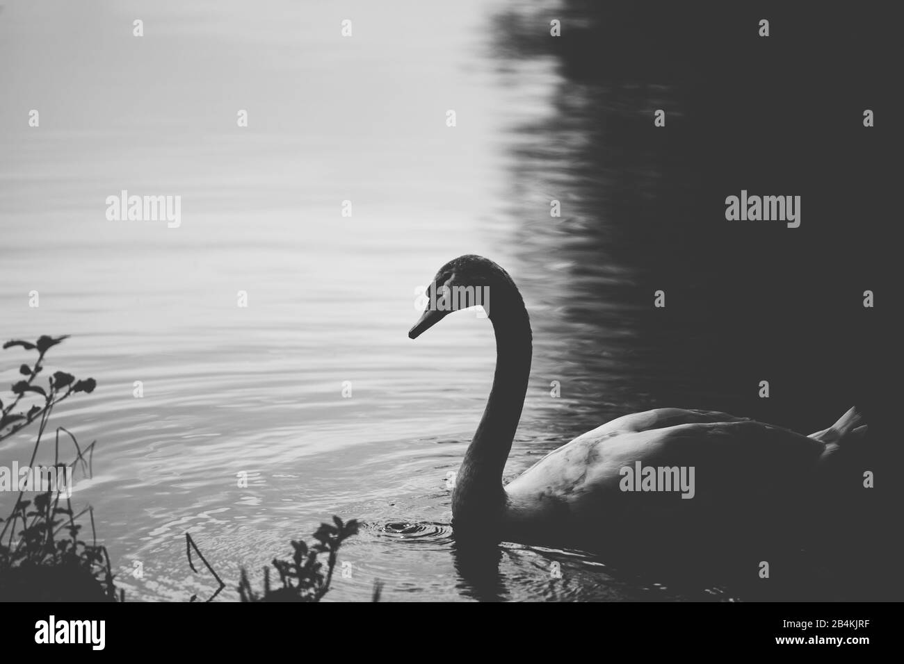 Swan mute swans Black and White Stock Photos & Images - Alamy