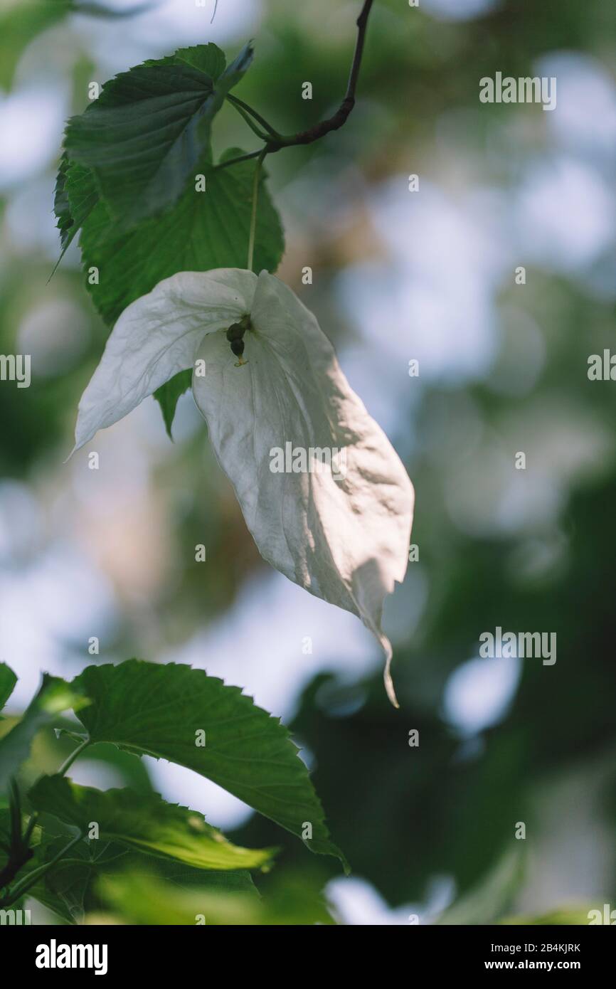 Plant detail, branches, leaves, handkerchief tree, Davidia involucrata ...