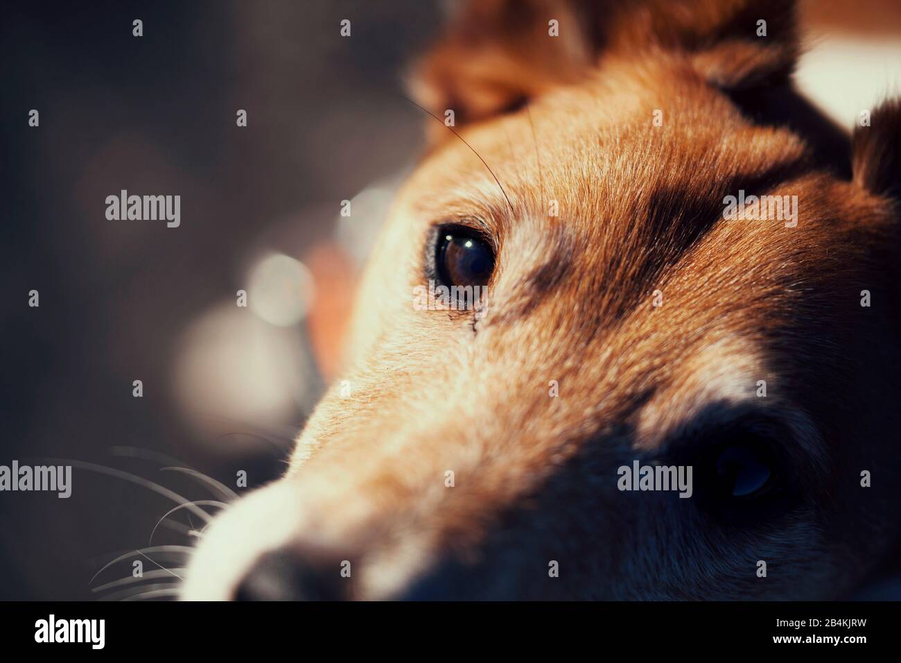 Dog close up hi-res stock photography and images - Alamy