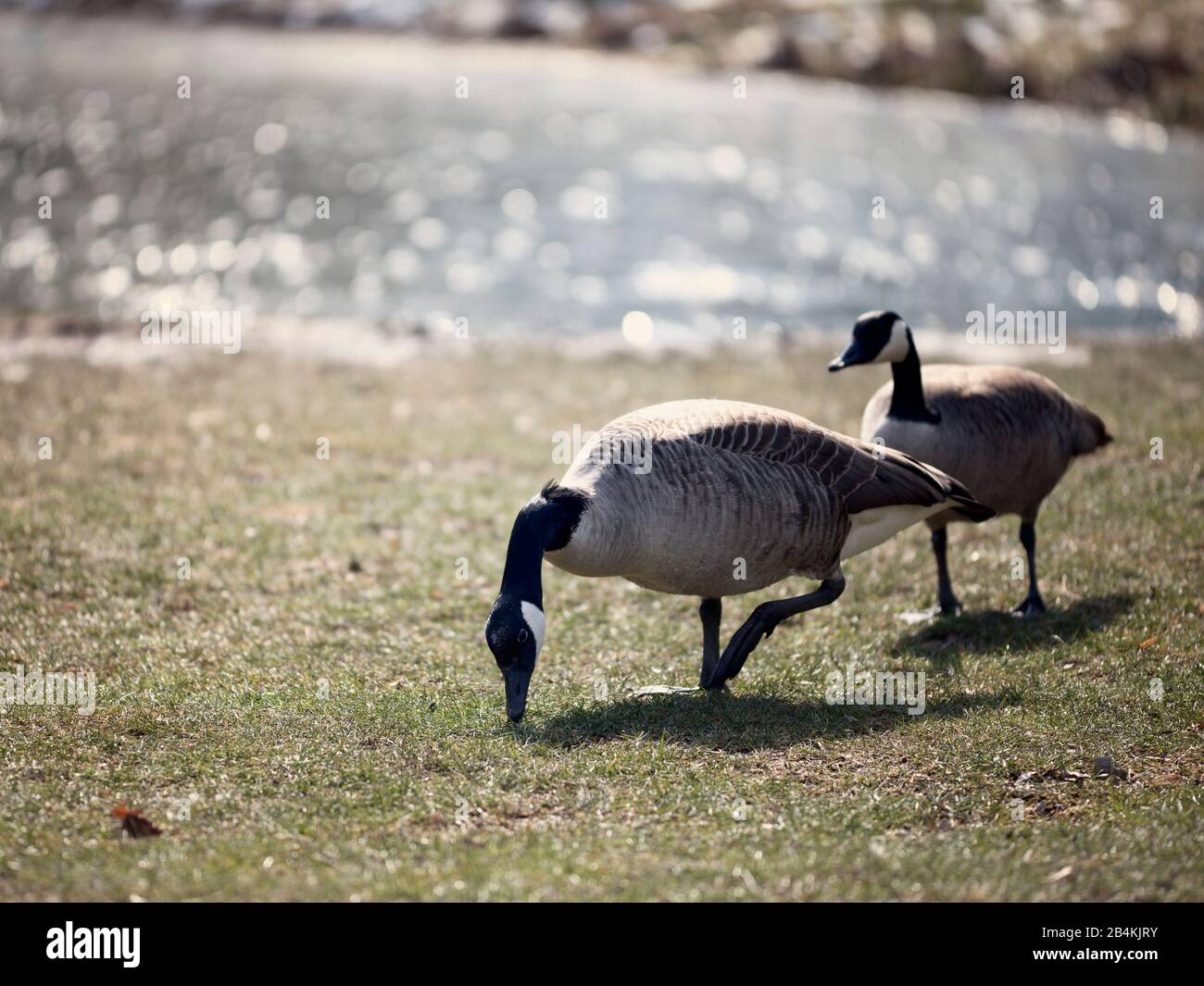 Back of geese hi-res stock photography and images - Alamy