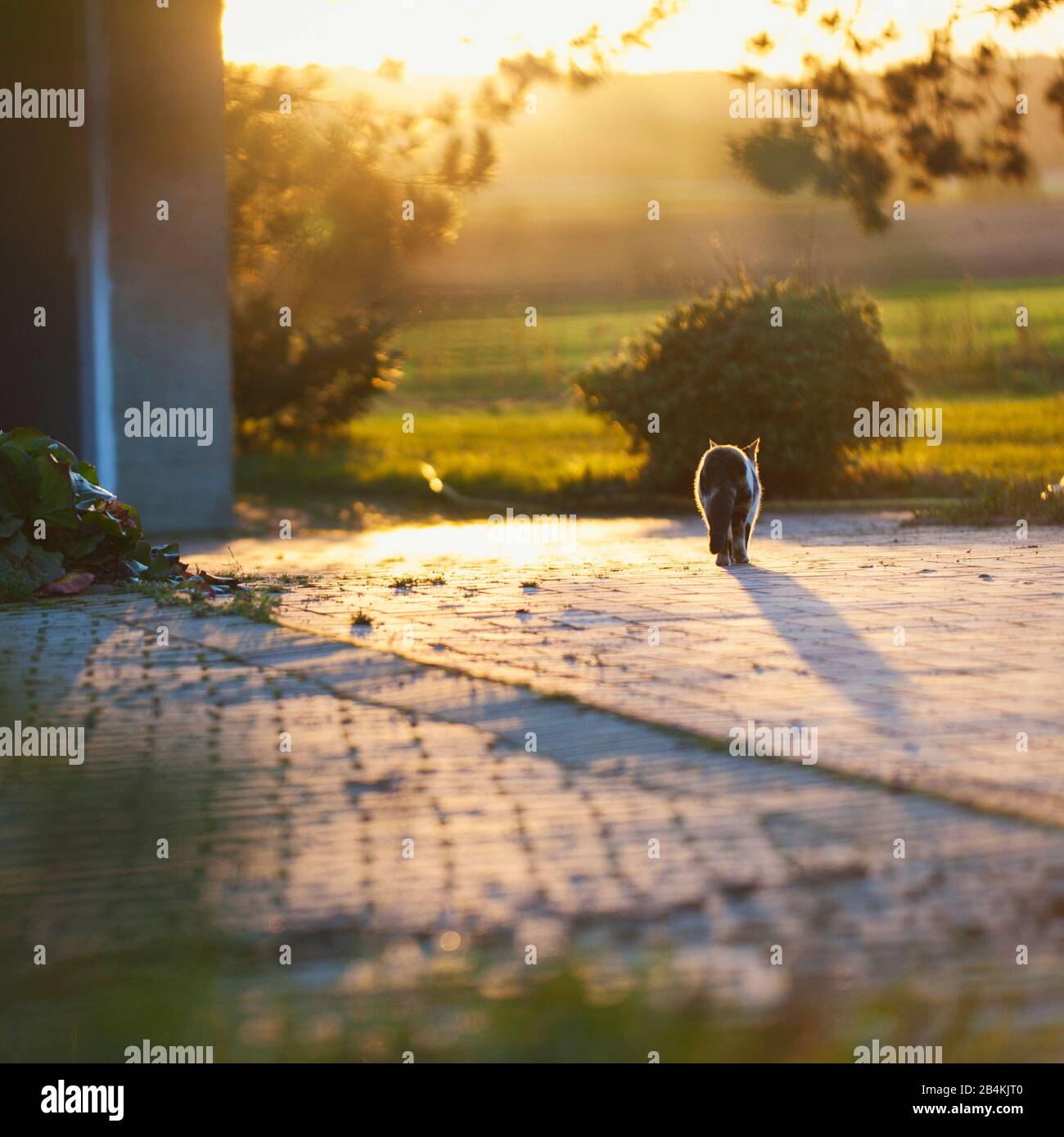 Cat searching hi-res stock photography and images - Alamy