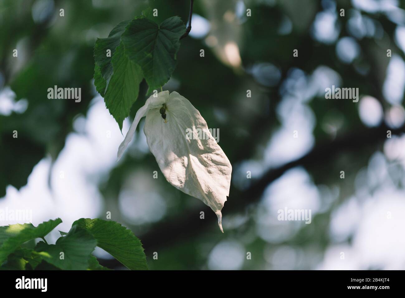 Plant detail, branches, leaves, handkerchief tree, Davidia involucrata ...