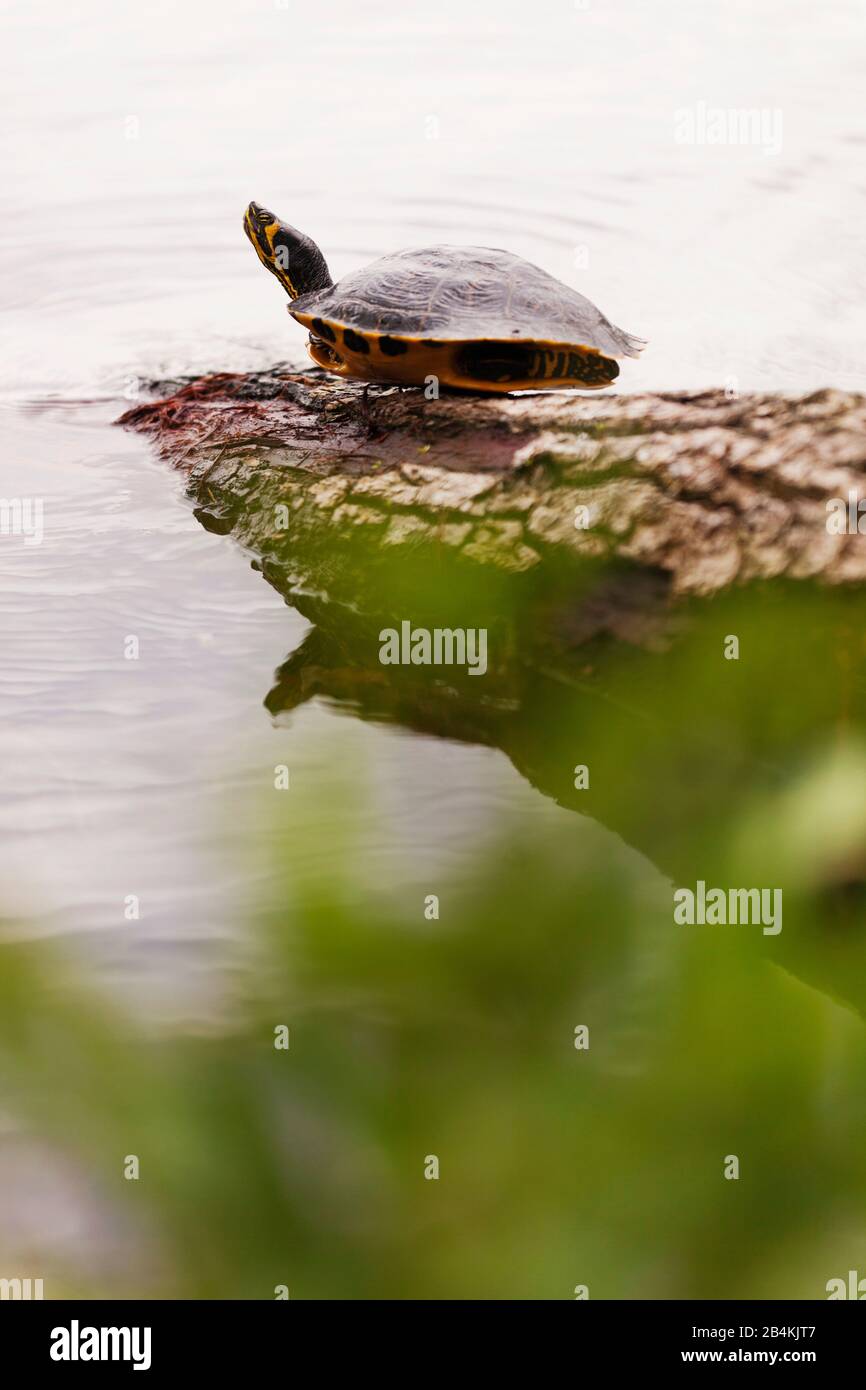Turtle on the water, close-up, testudinata Stock Photo - Alamy