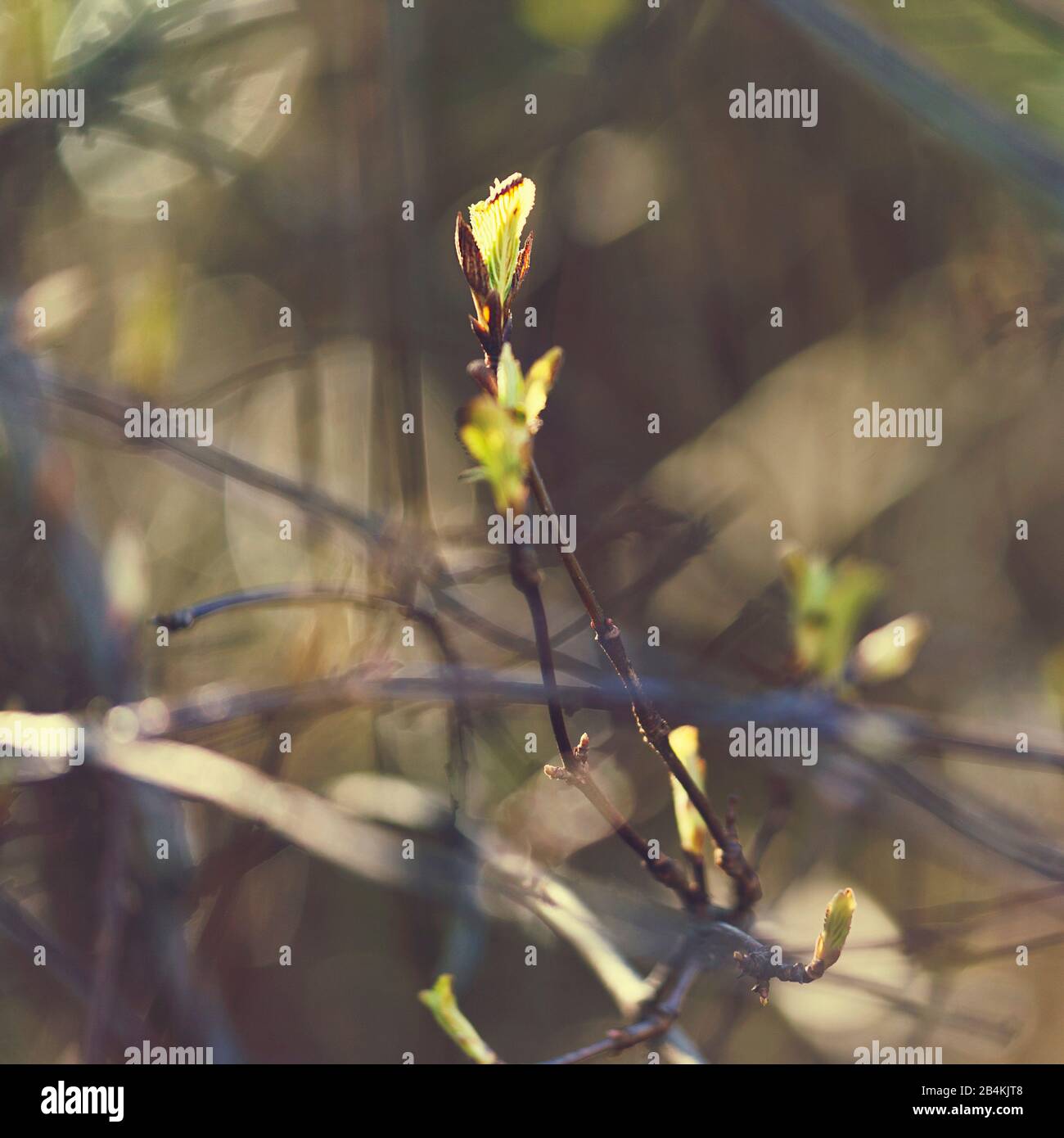 Plant detail, branches, leaves, leaf buds Stock Photo - Alamy