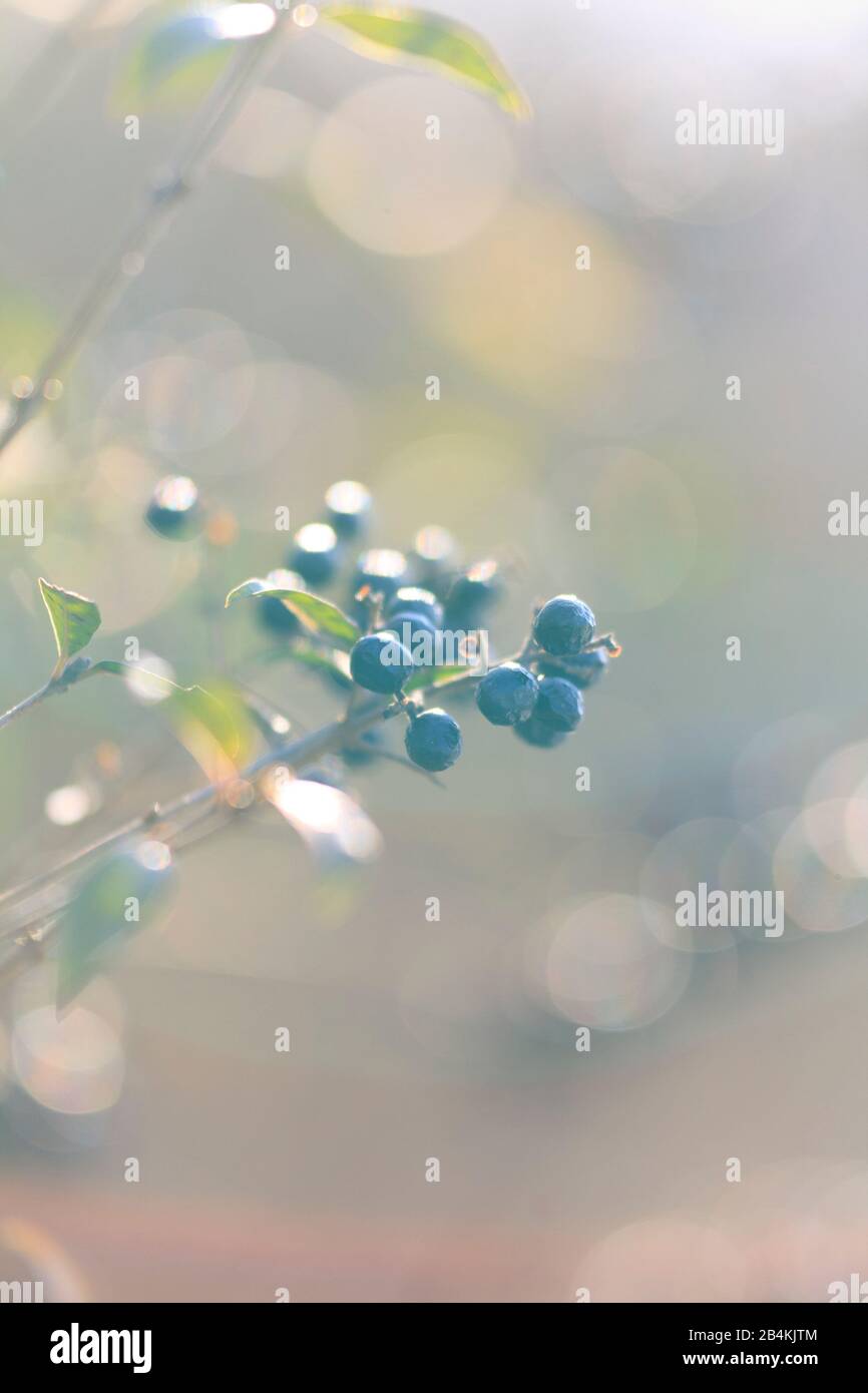 Sloe tree hi-res stock photography and images - Alamy