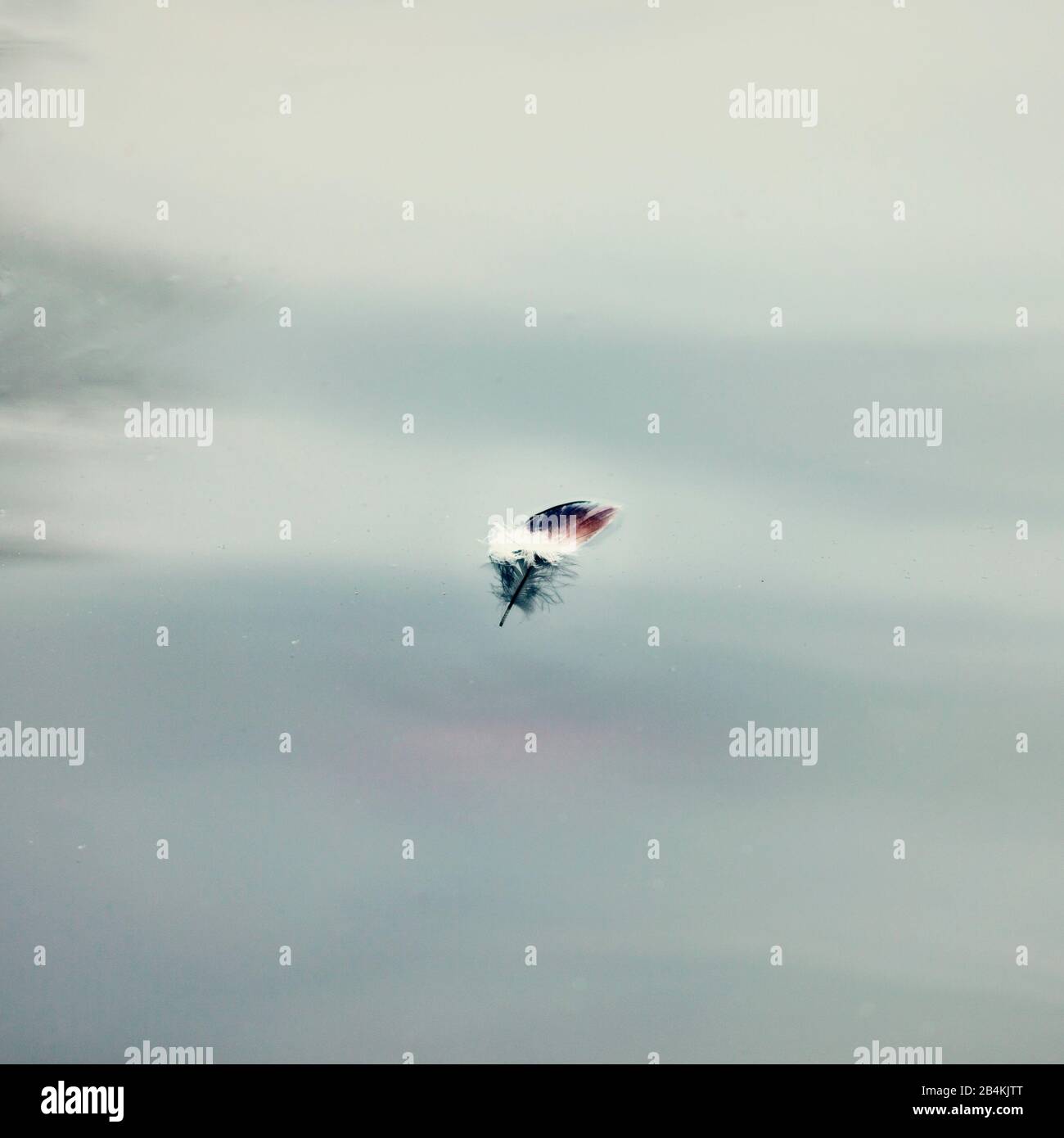 Feather water surface float hi-res stock photography and images - Alamy