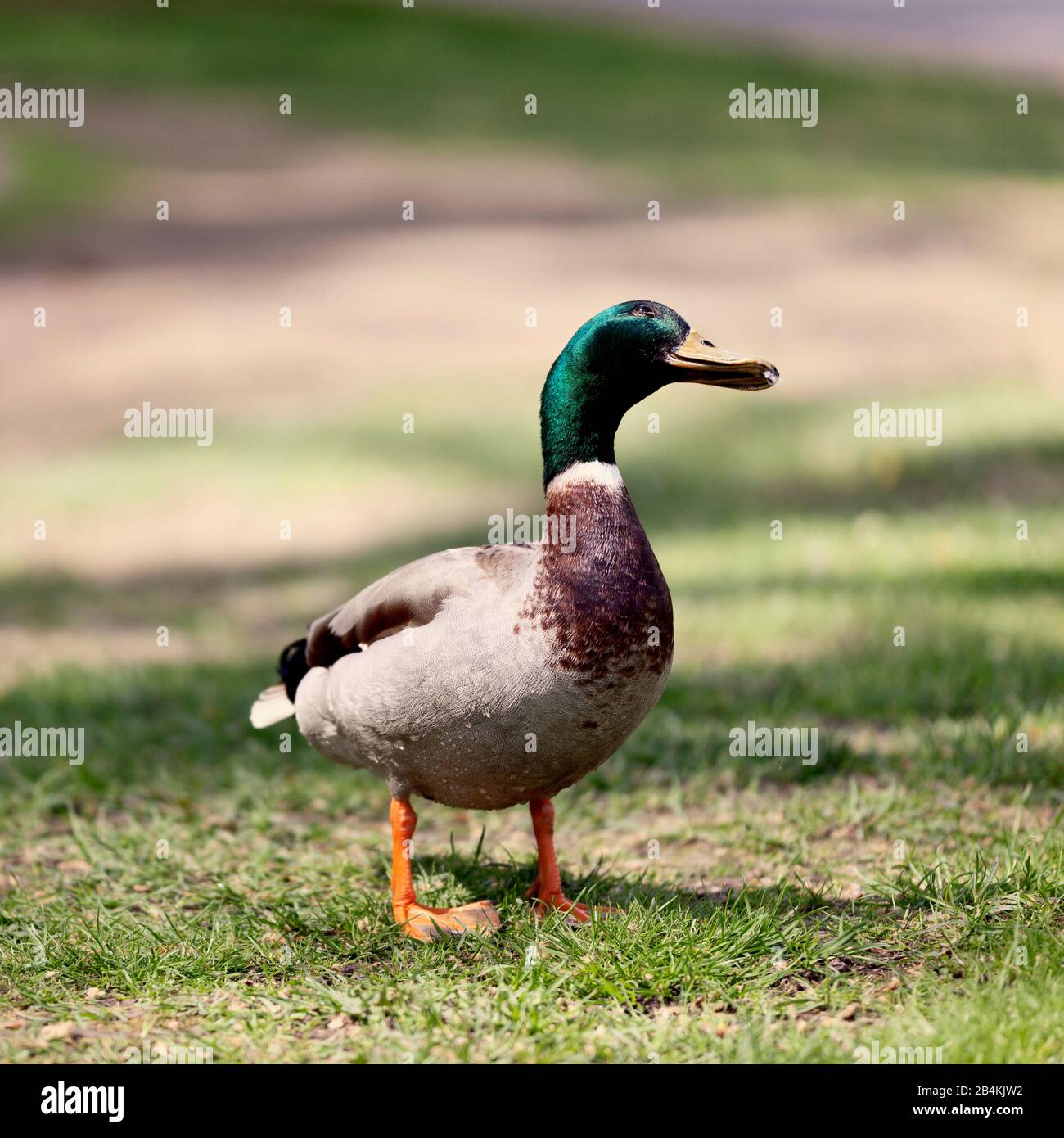 Dazzling ducks hi-res stock photography and images - Alamy