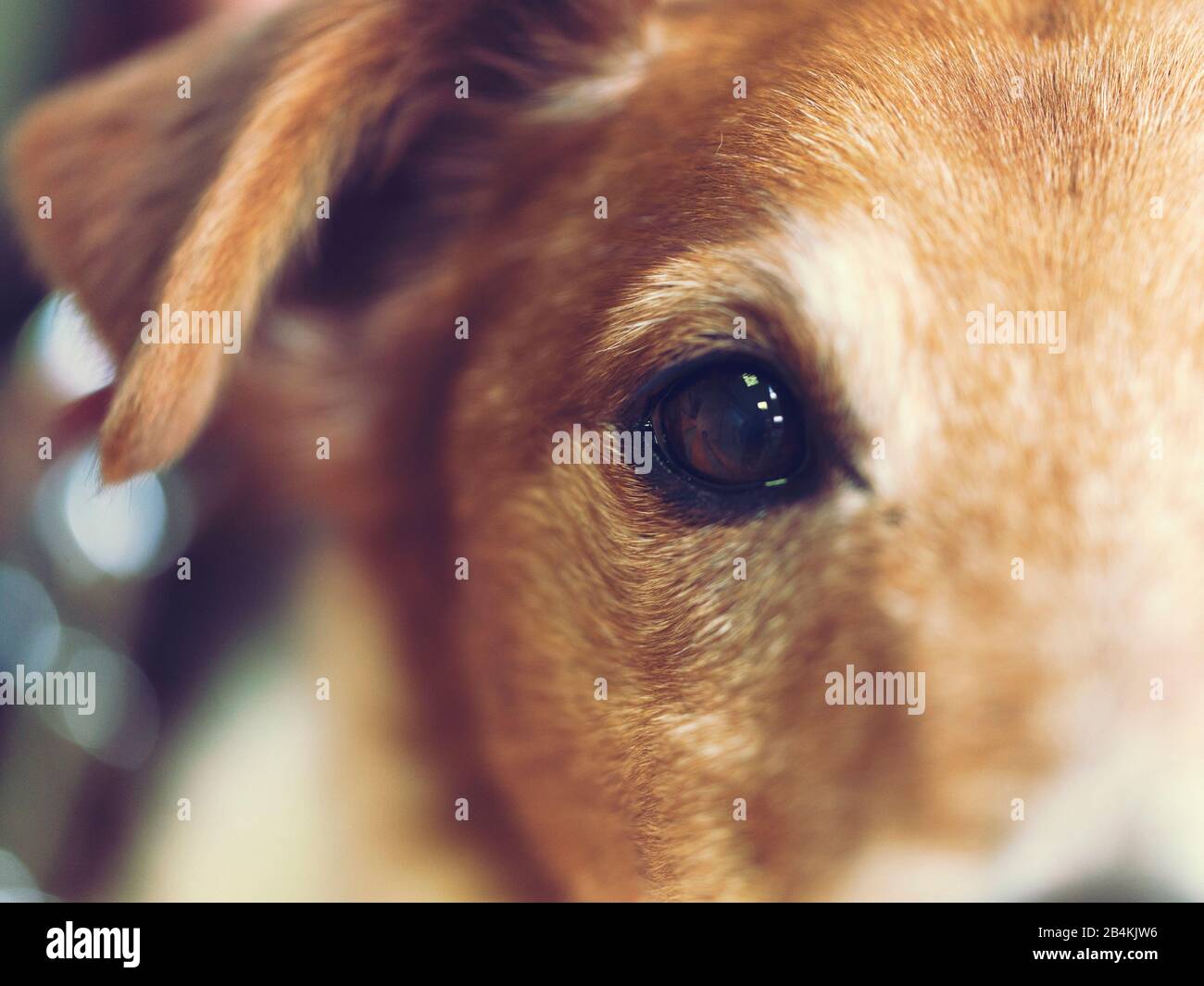 Dog eye hi-res stock photography and images - Alamy