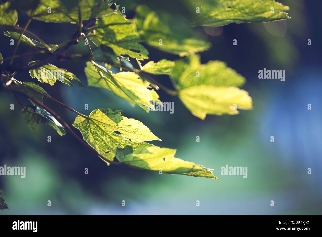 Plant details, branch, leaves Stock Photo - Alamy