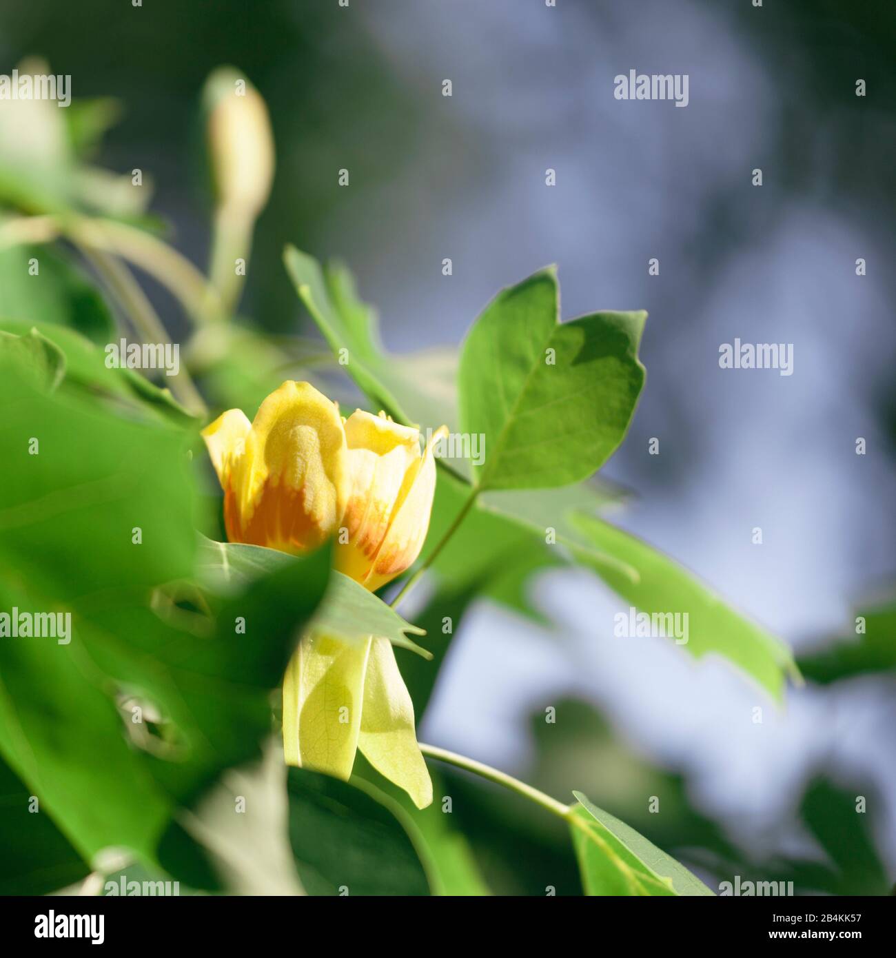 Yellow leaves plant hi-res stock photography and images - Alamy