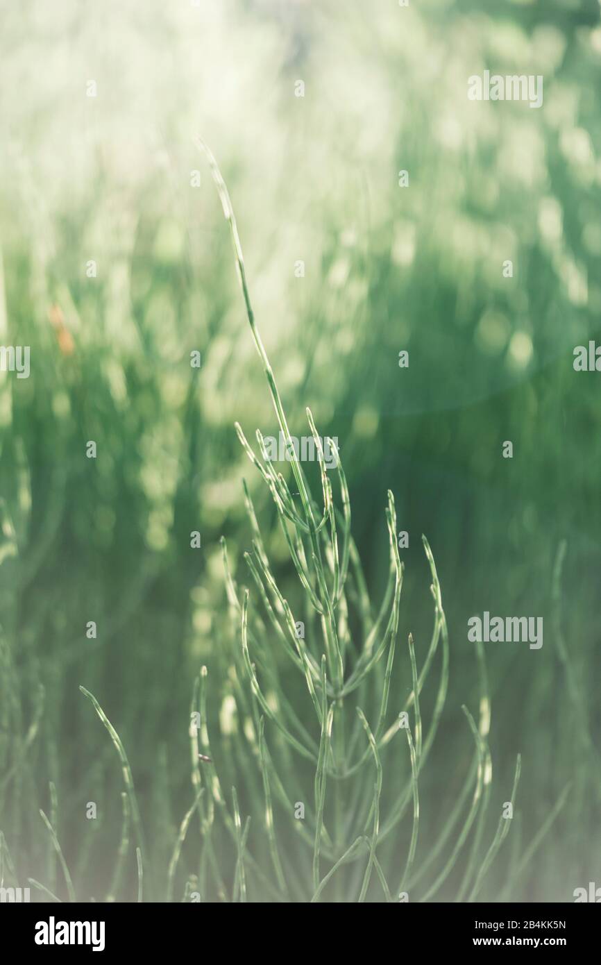 Plant details, grasses Stock Photo - Alamy