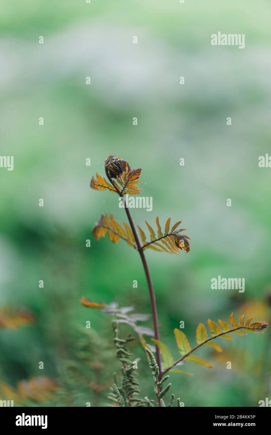 Plants natural details hi-res stock photography and images - Alamy