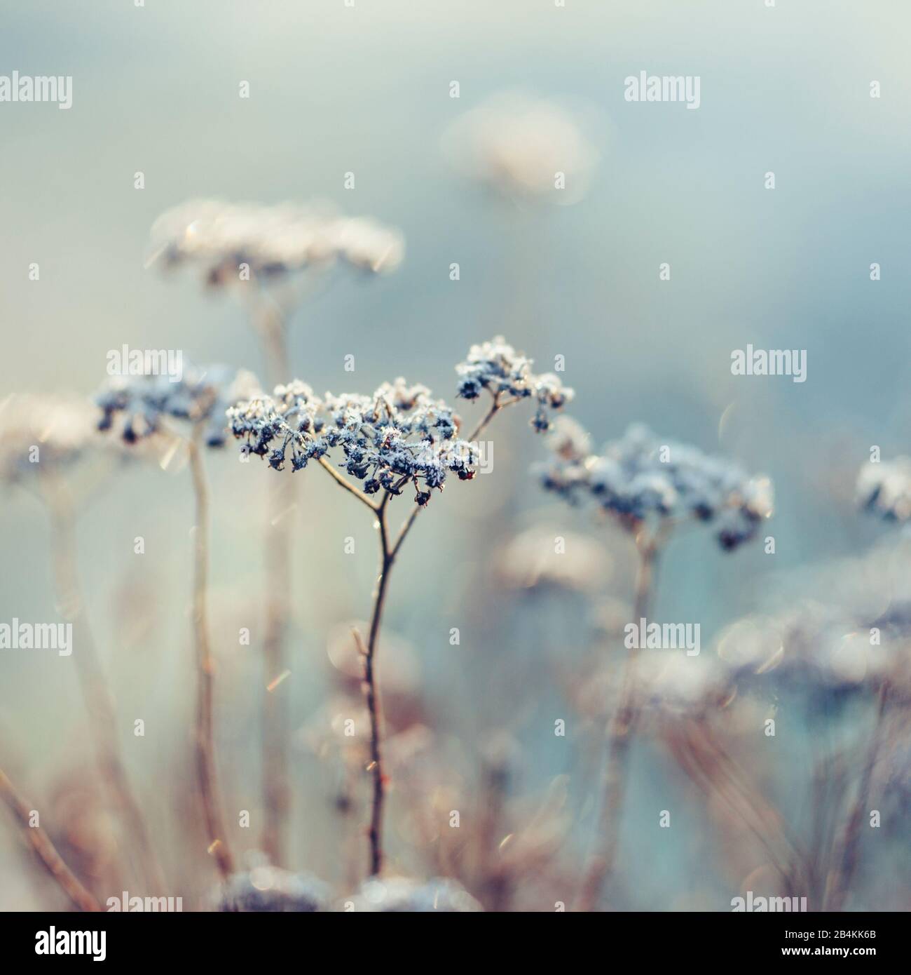 Grasses in frost, plant details Stock Photo - Alamy