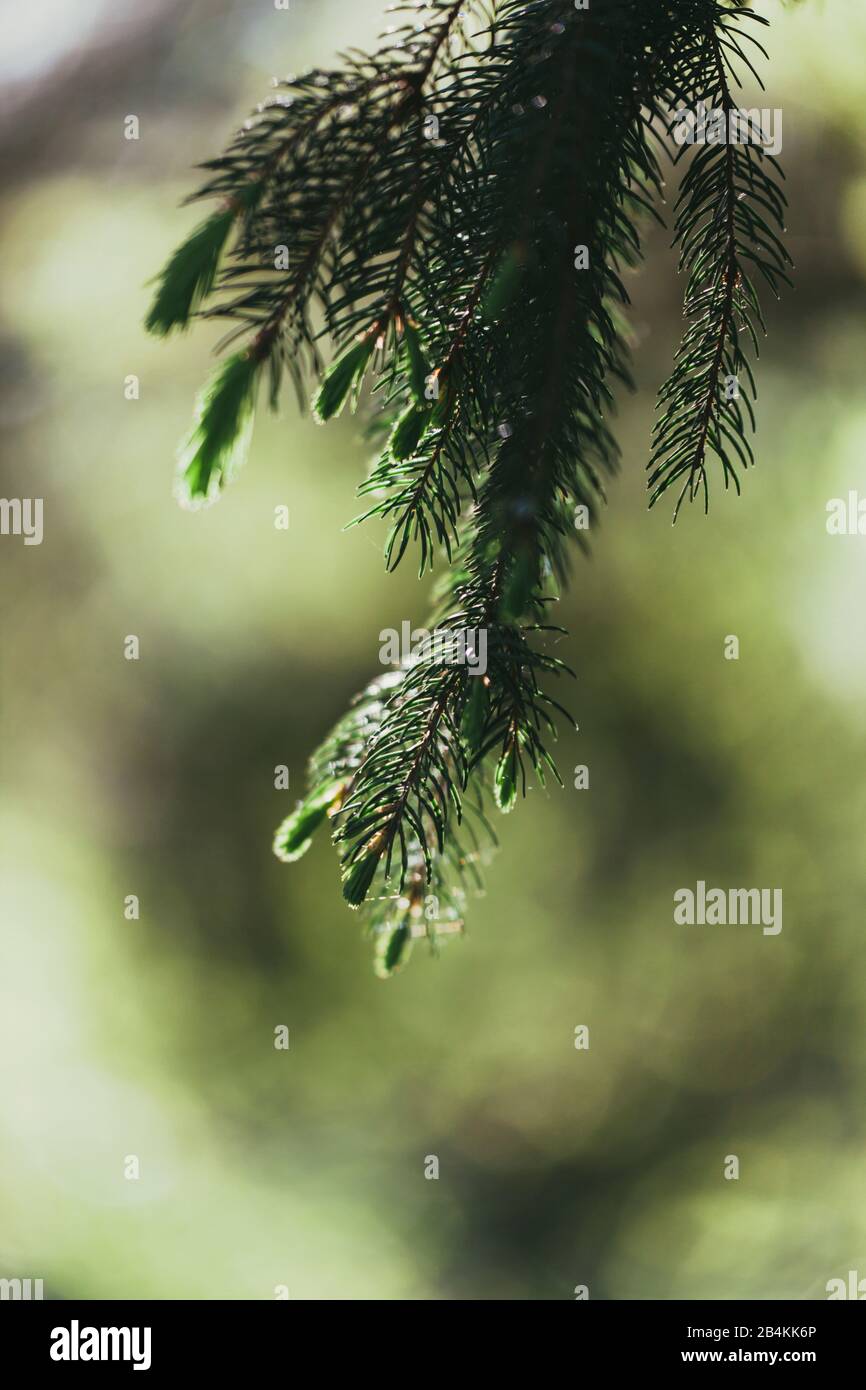 Plant details, branch of a conifer Stock Photo - Alamy