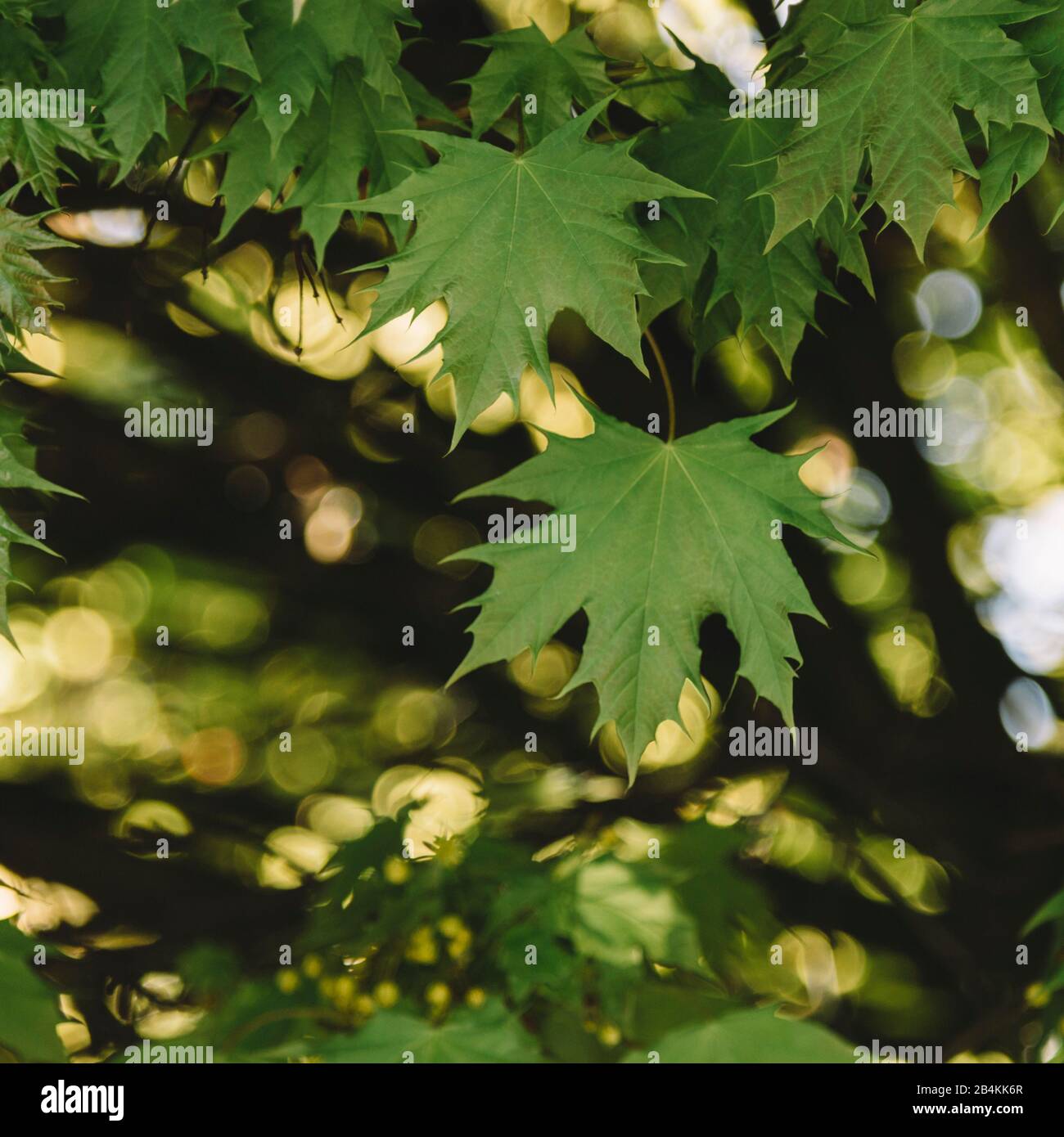 Ridged leaves hi-res stock photography and images - Alamy