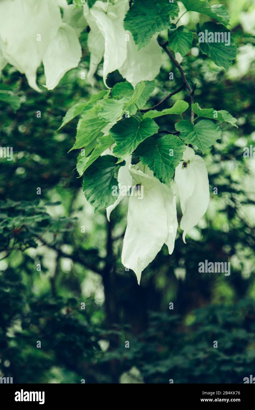 Handkerchief tree, Davidia involucrata, detail, branches, leaves Stock ...